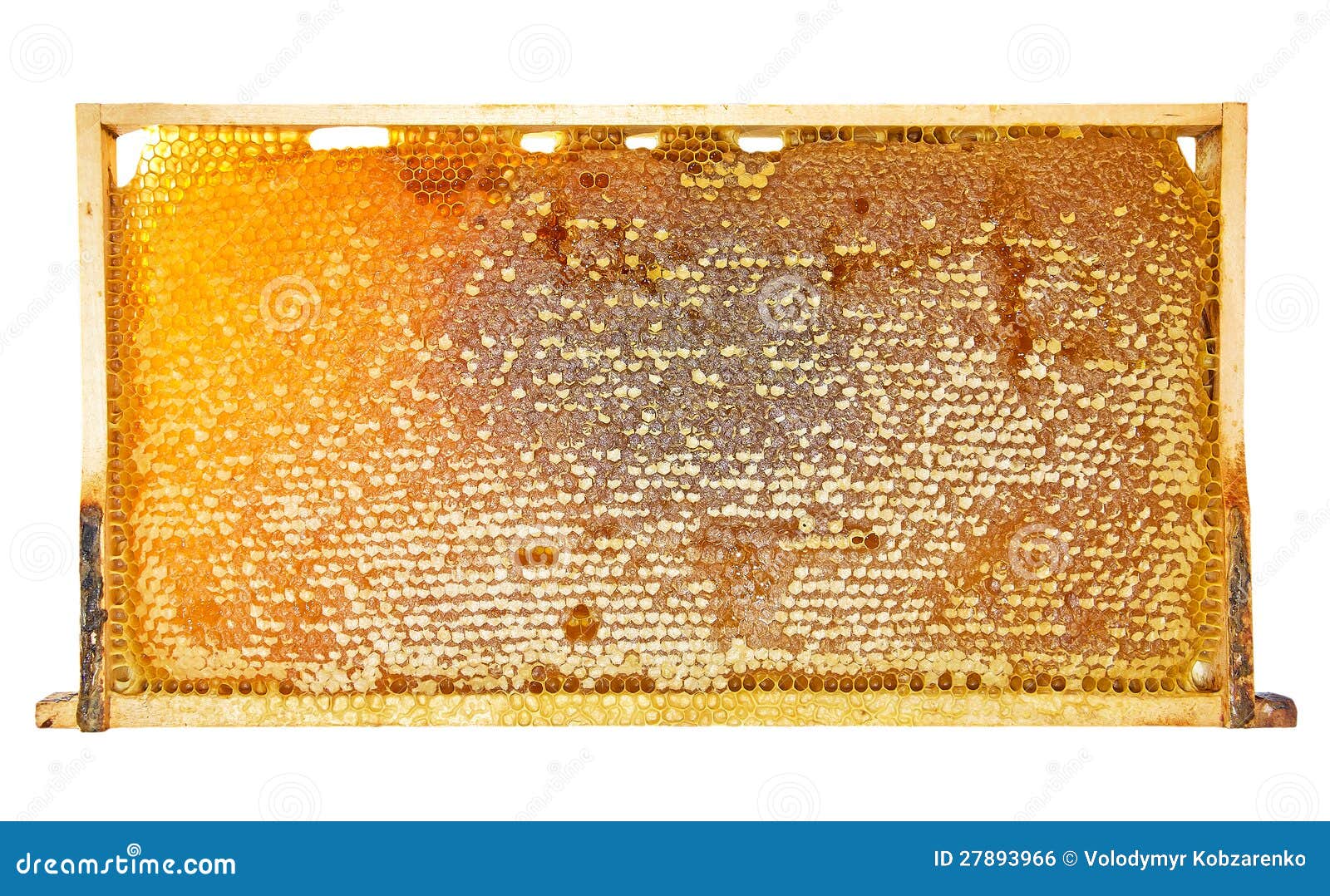 Honeycomb Frame Royalty-Free Stock Photo | CartoonDealer.com #3106053
