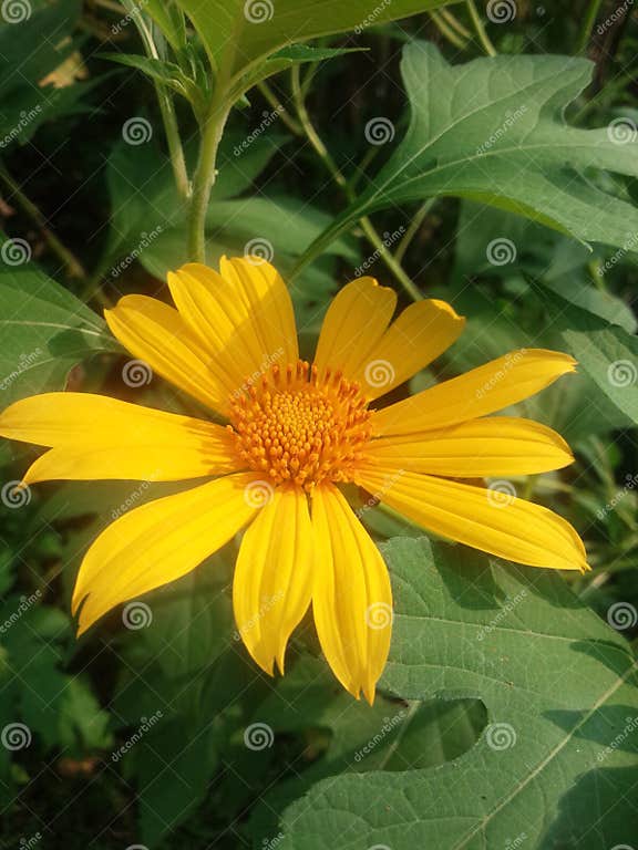 Yellow hope stock photo. Image of hope, yellow, flower - 115373630
