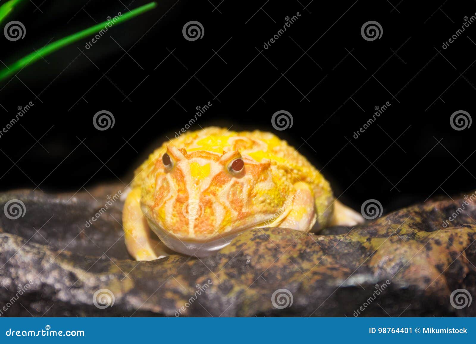 Yellow horned frog. stock image. Image of grassland, colorful - 98764401