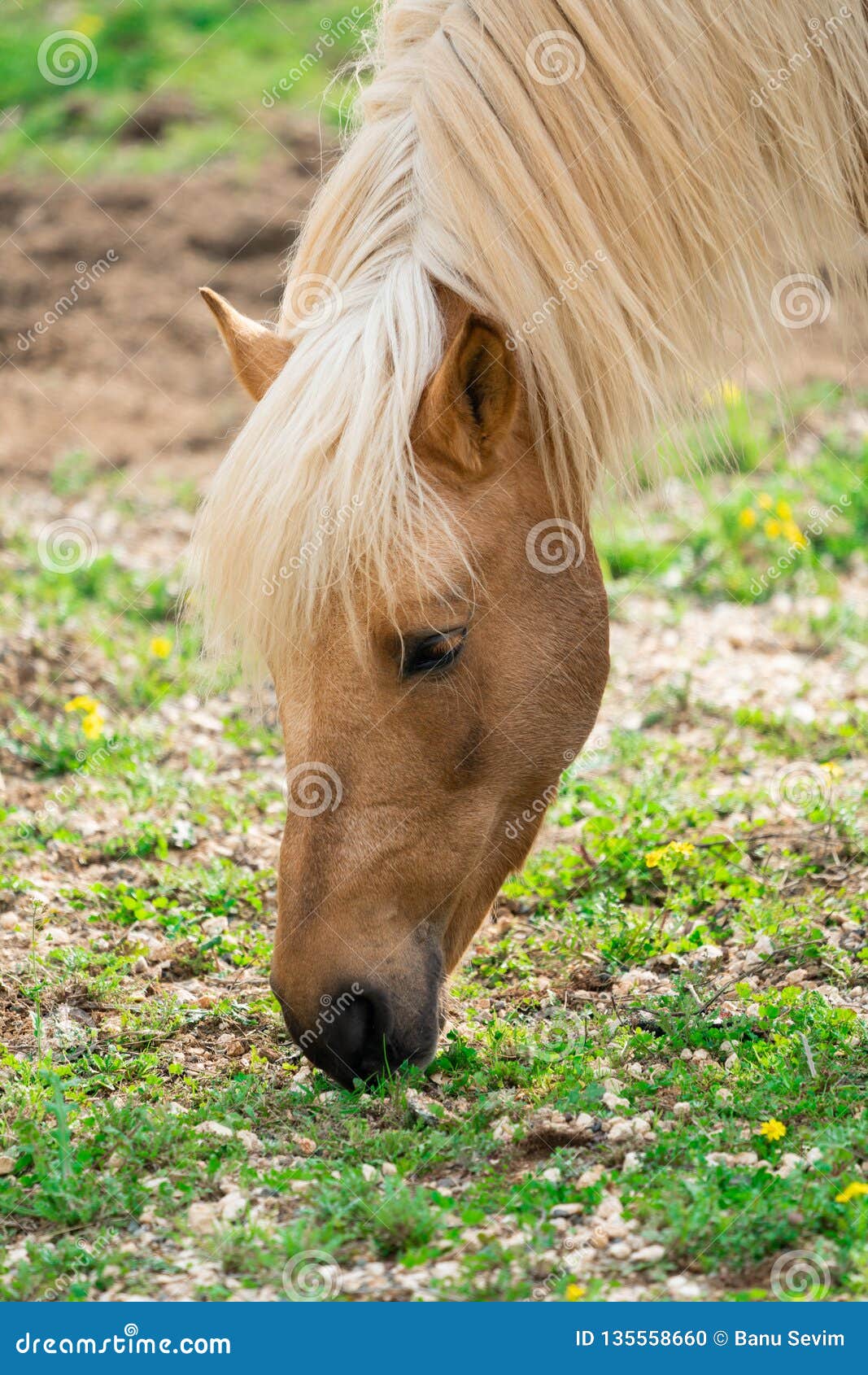 Yellow horse on the farm stock photo. Image of hair - 135558660