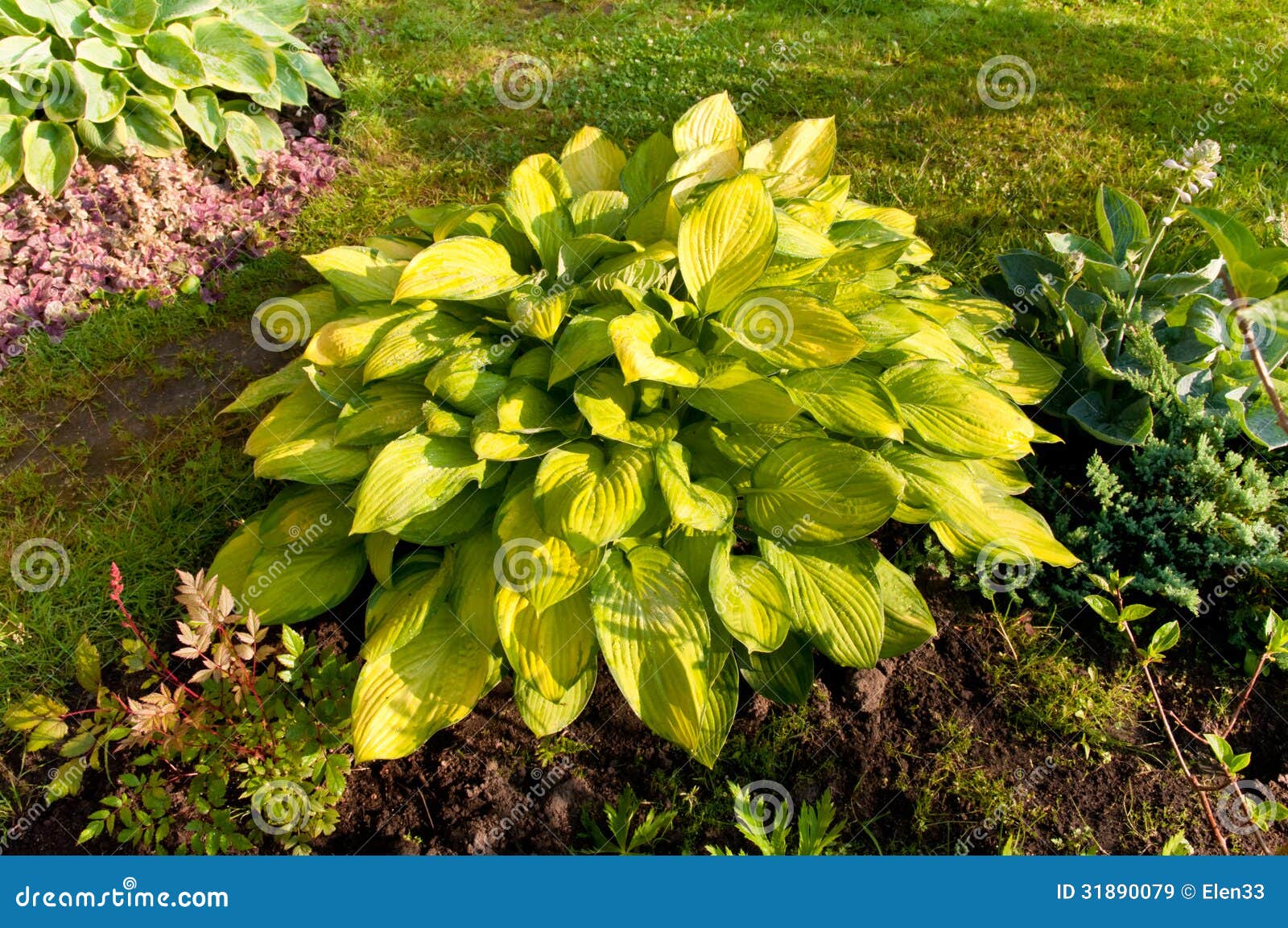 Yellow hosta stock image. Image of flora, beautiful, beauty - 31890079