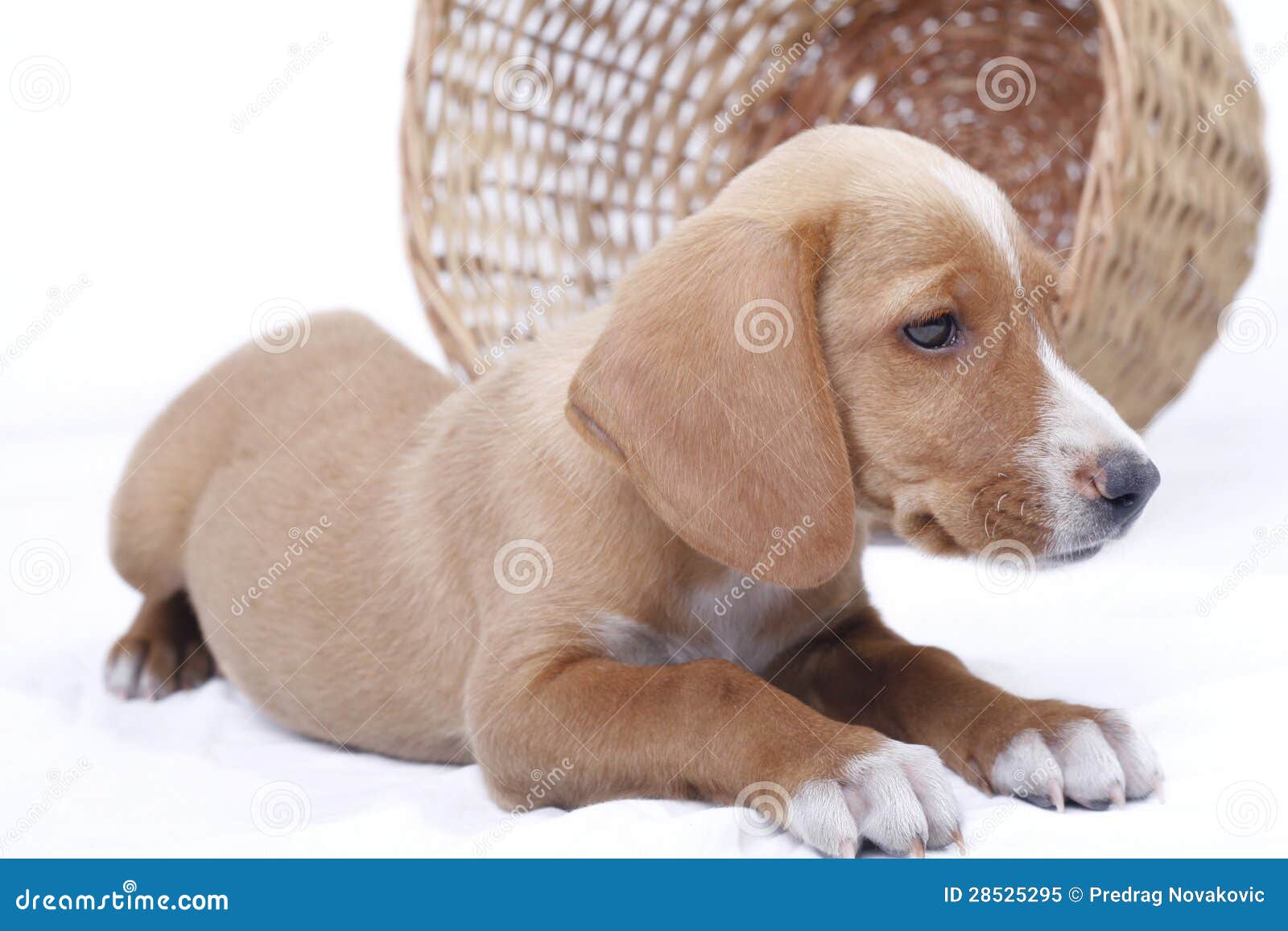 Yellow hound stock image. Image of themes, animals, basket - 28525295