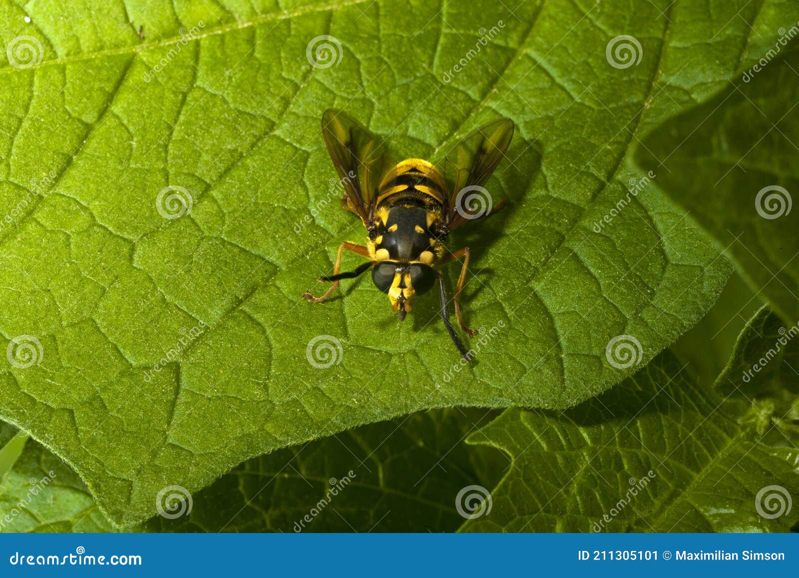 Yellow Hover Fly Mimics Wasp on Green Leafs Foliage. Mimicry in Nature ...