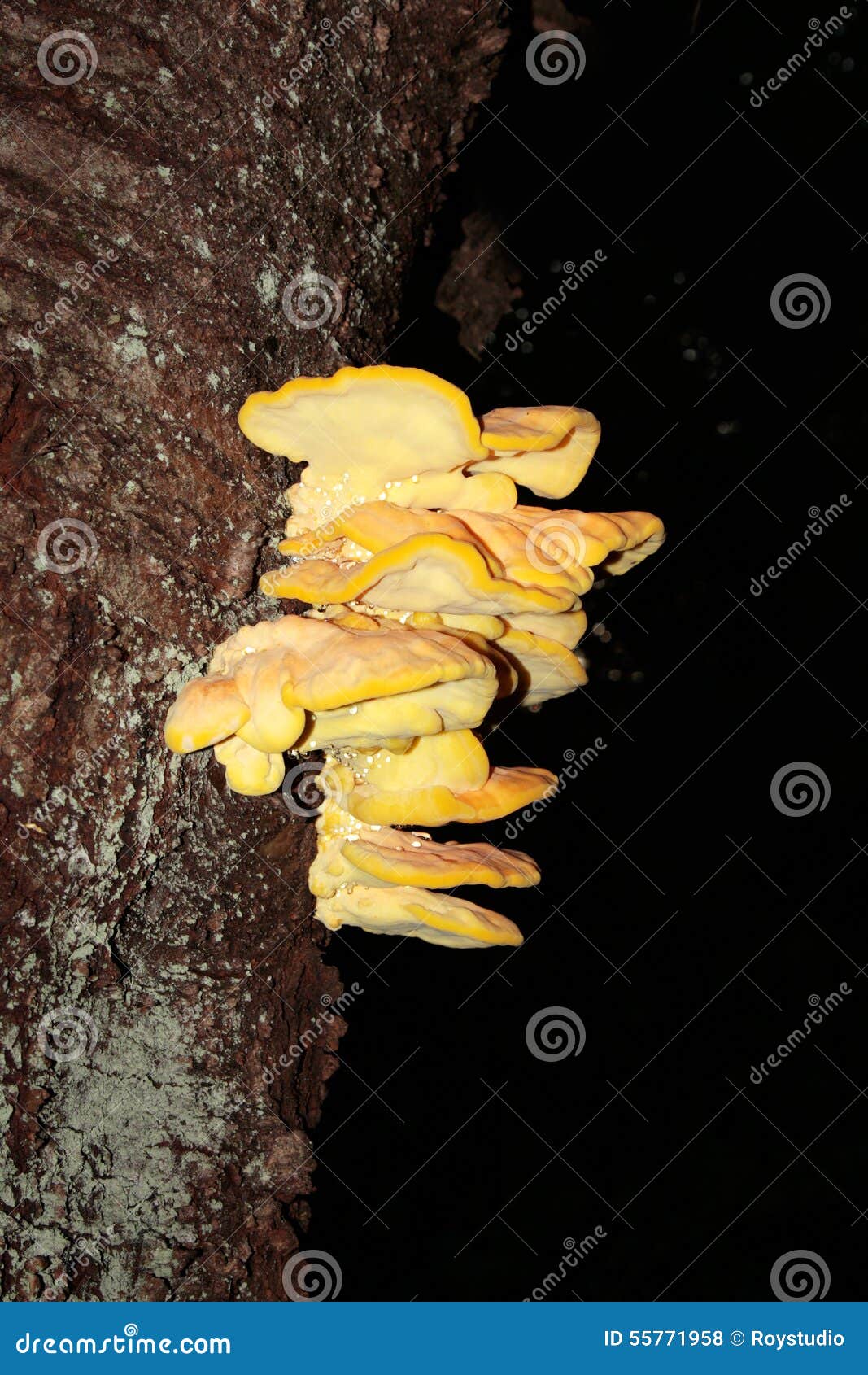 Yellow Hub Mushrooms on Tree Trunk, Europe Stock Photo - Image of ...