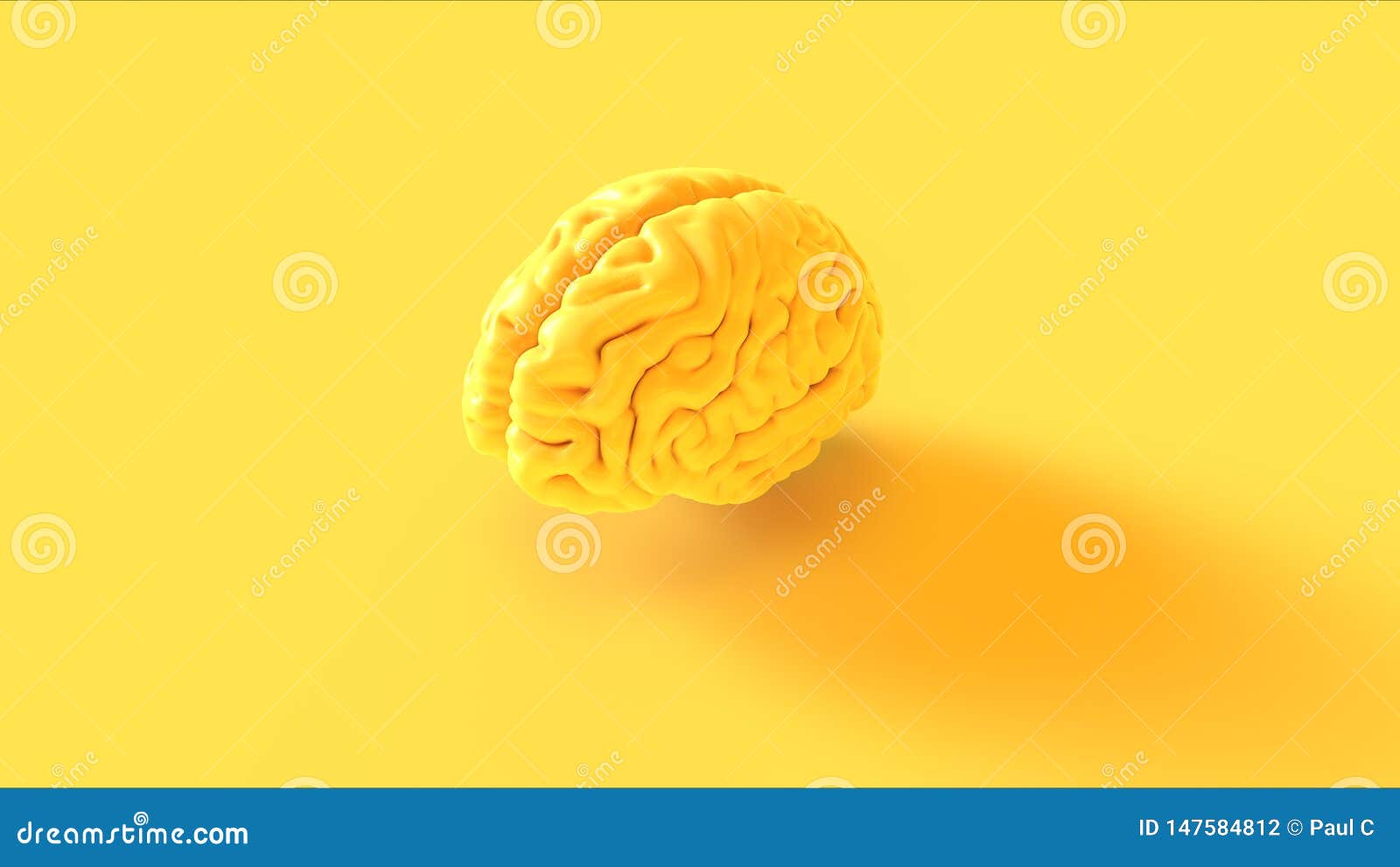 Yellow Human Brain Anatomical Model Ilustração Stock - Ilustração de ...