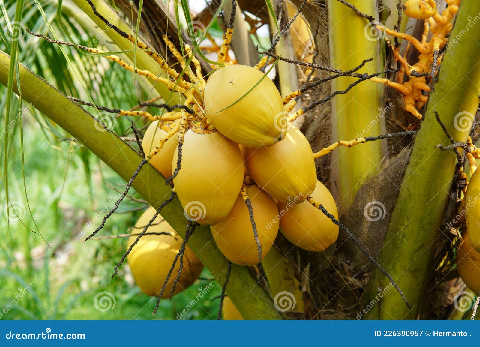 This Is Yellow Hybrid Coconut Stock Image | CartoonDealer.com #226390957