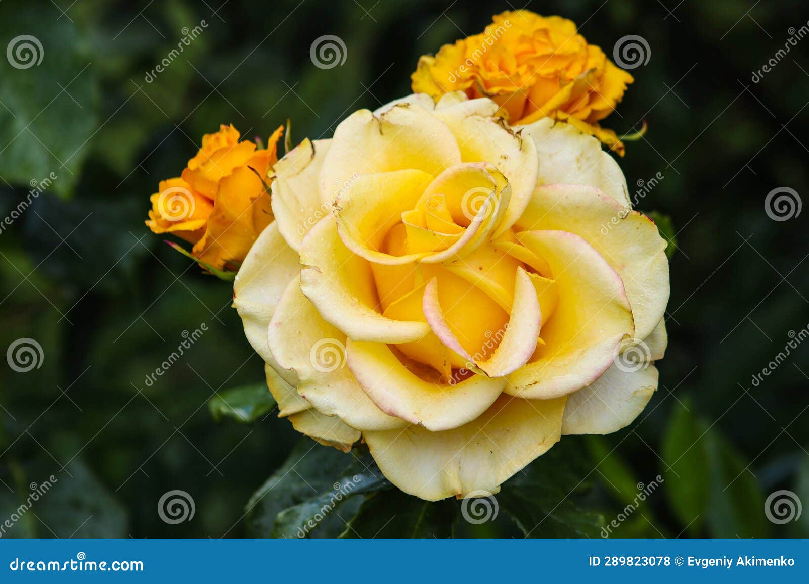 Yellow Hybrid Tea Rose Close Up Stock Photo - Image of rose, yellow ...