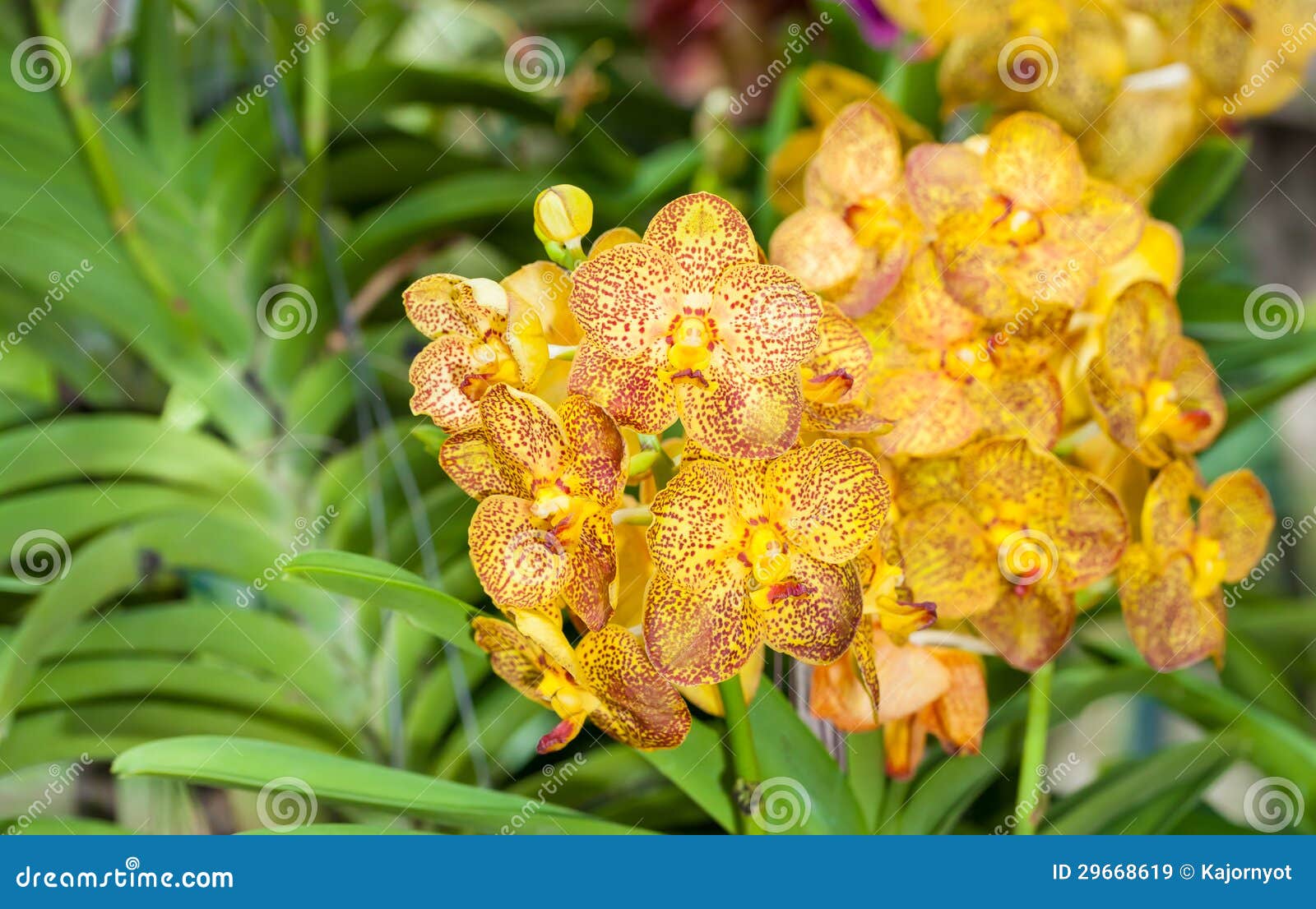 The Yellow Hybrid Vanda Orchid Stock Image - Image of dendrobium ...
