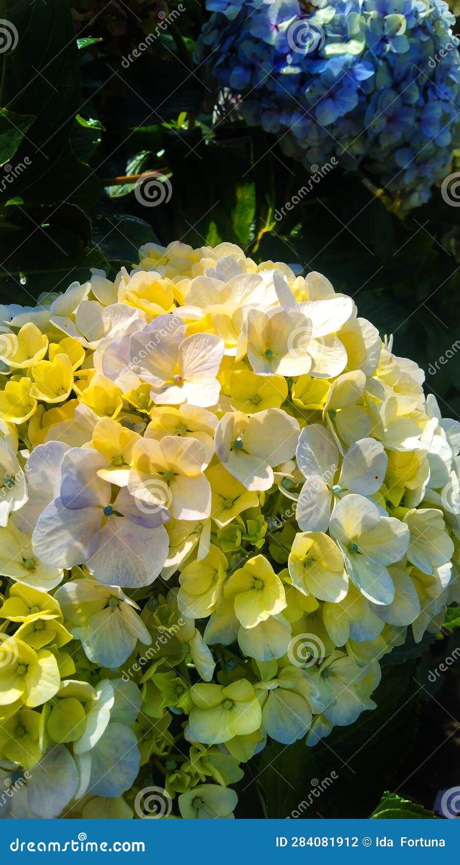 Yellow Hydrangea Flower with Blue Flower Background Stock Photo - Image ...