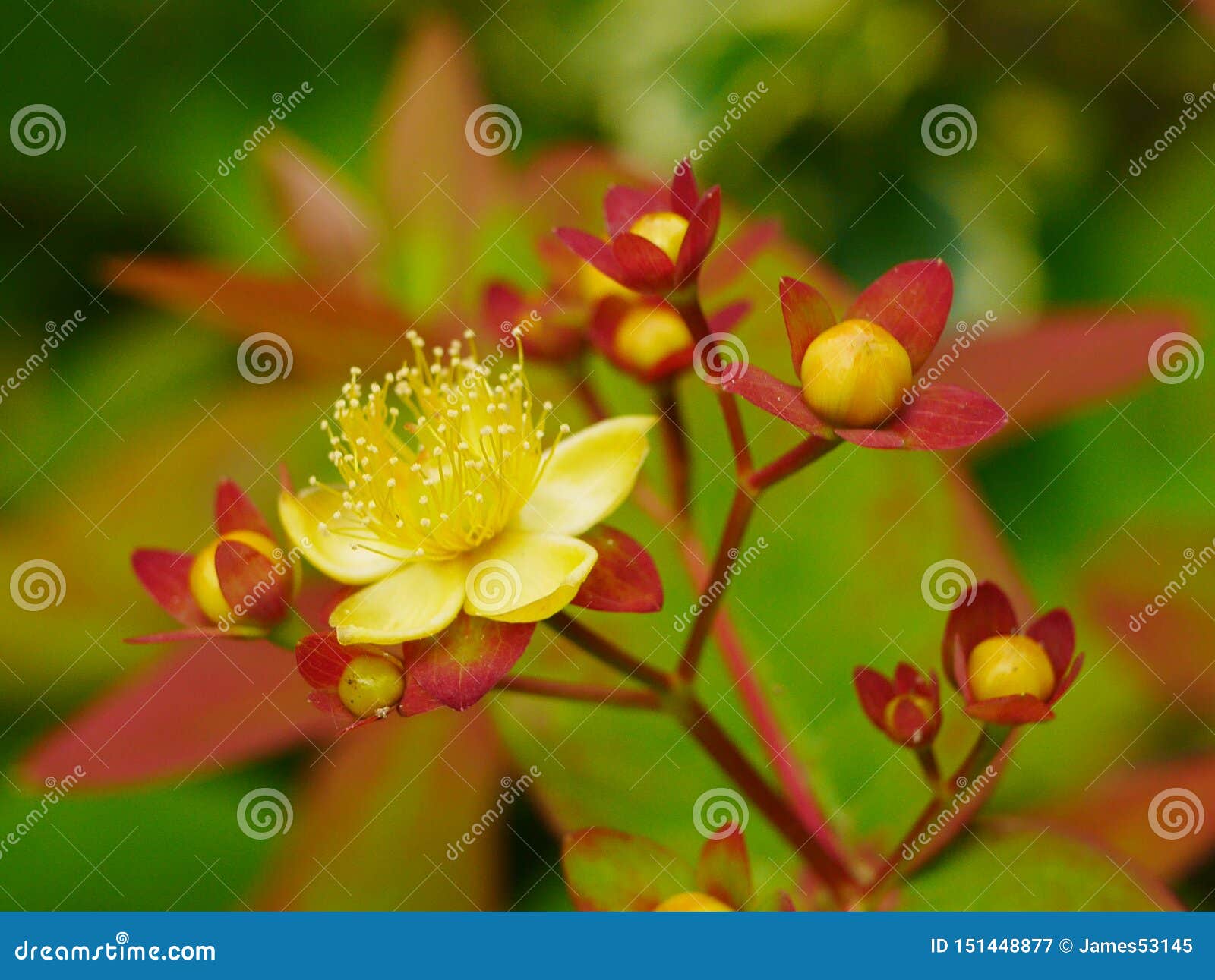 Yellow Hypericum Flower and Buds Stock Image - Image of john, yellow ...