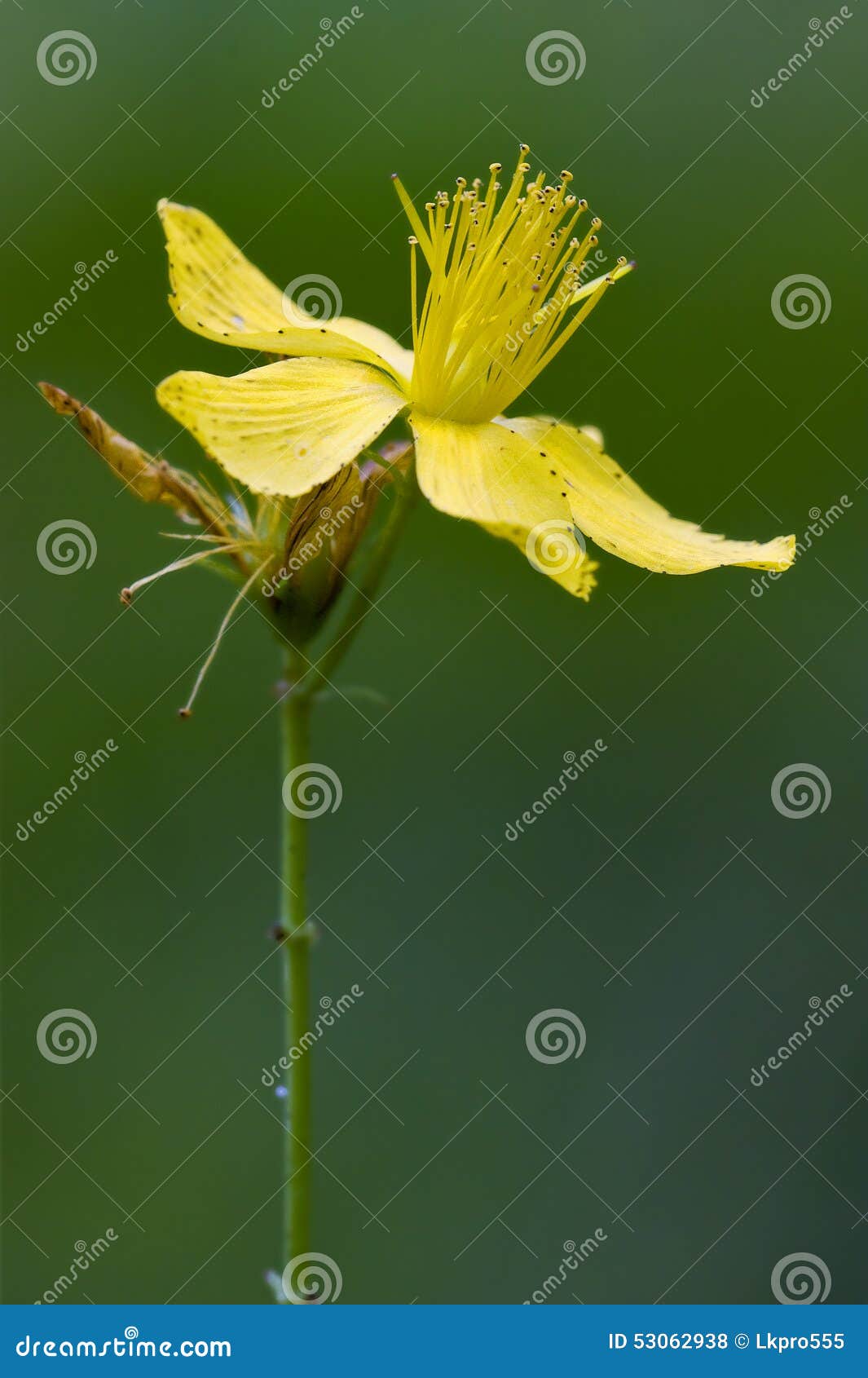 Yellow Hypericum Perforatum Guttifere Stock Photo - Image of stem ...