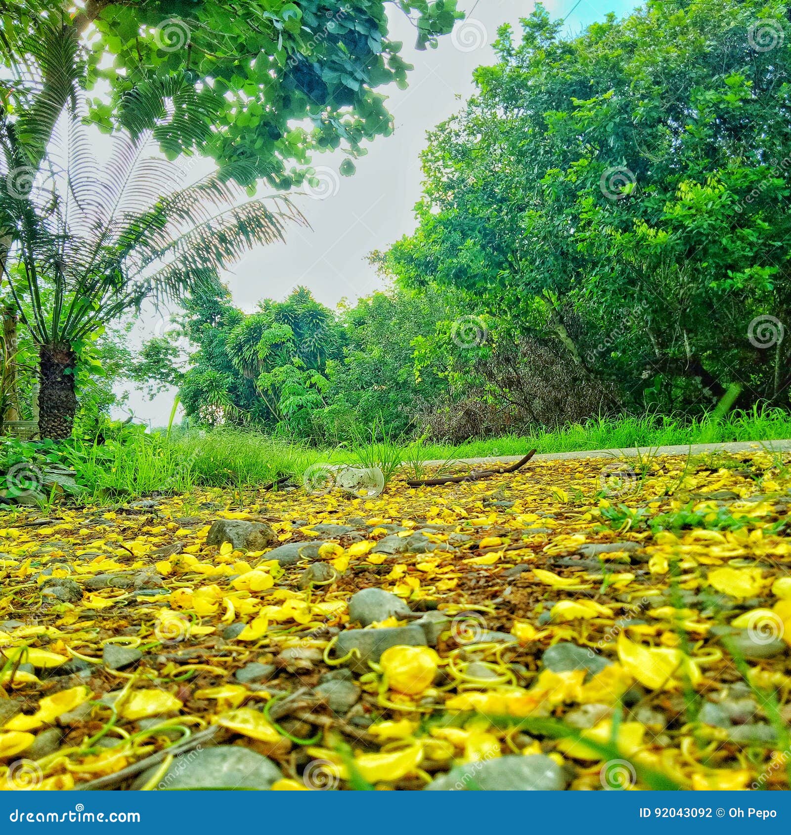 Yellow stock photo. Image of feel, yellow, nature, good - 92043092