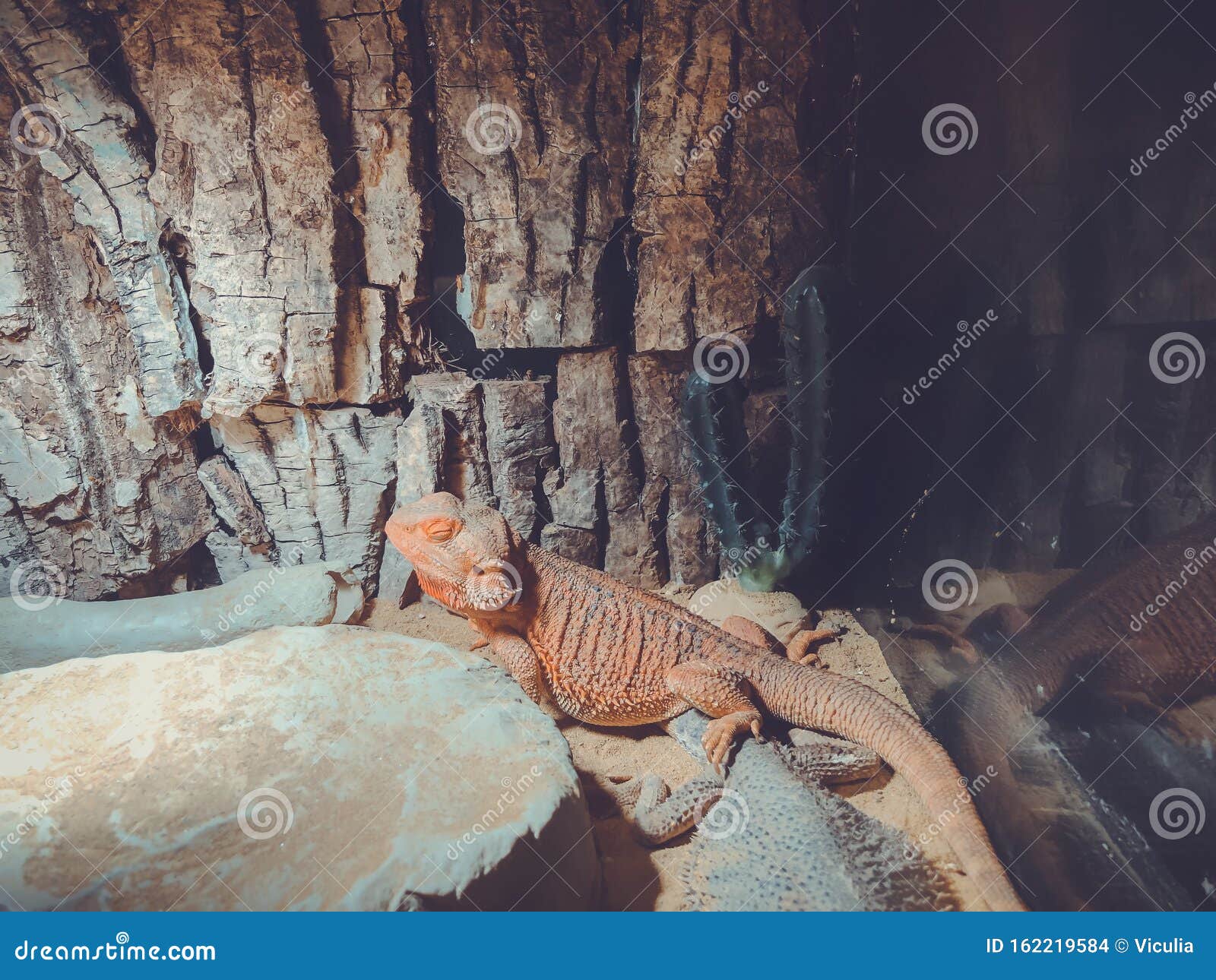 Yellow Iguana on a Stone in the Aviary Stock Photo - Image of branch ...