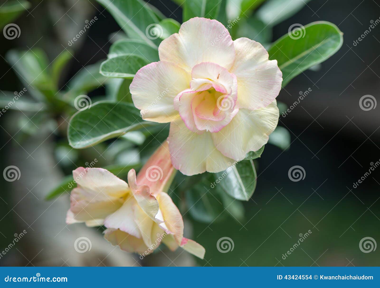 Yellow Impala Lily flower stock photo. Image of garden - 43424554