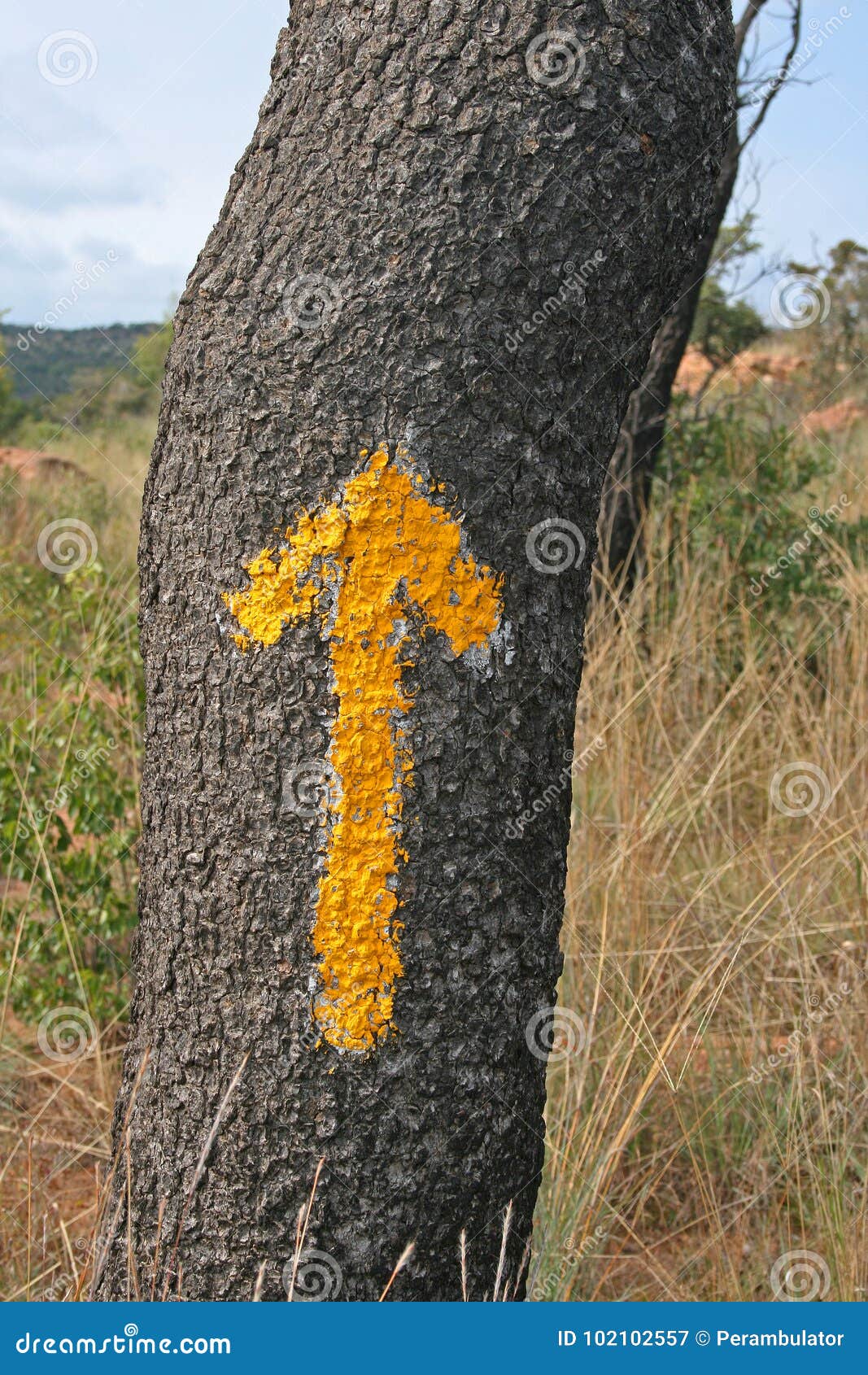 YELLOW ARROW on TREE TRUNK SERVING AS TRAIL INDICATOR Stock Image ...