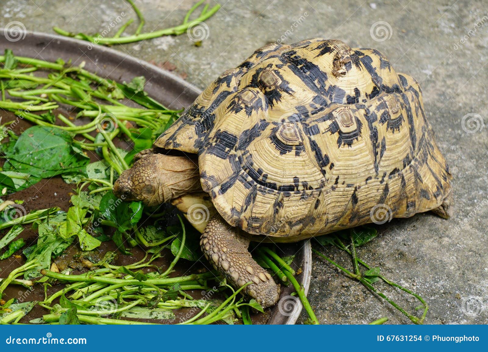Yellow Indochinese Box Turtle Stock Photo - Image of cute, denticulate ...