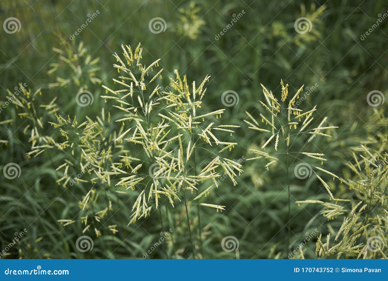 Bromus Inermis Grass in Bloom Stock Photo - Image of botanical, fresh ...
