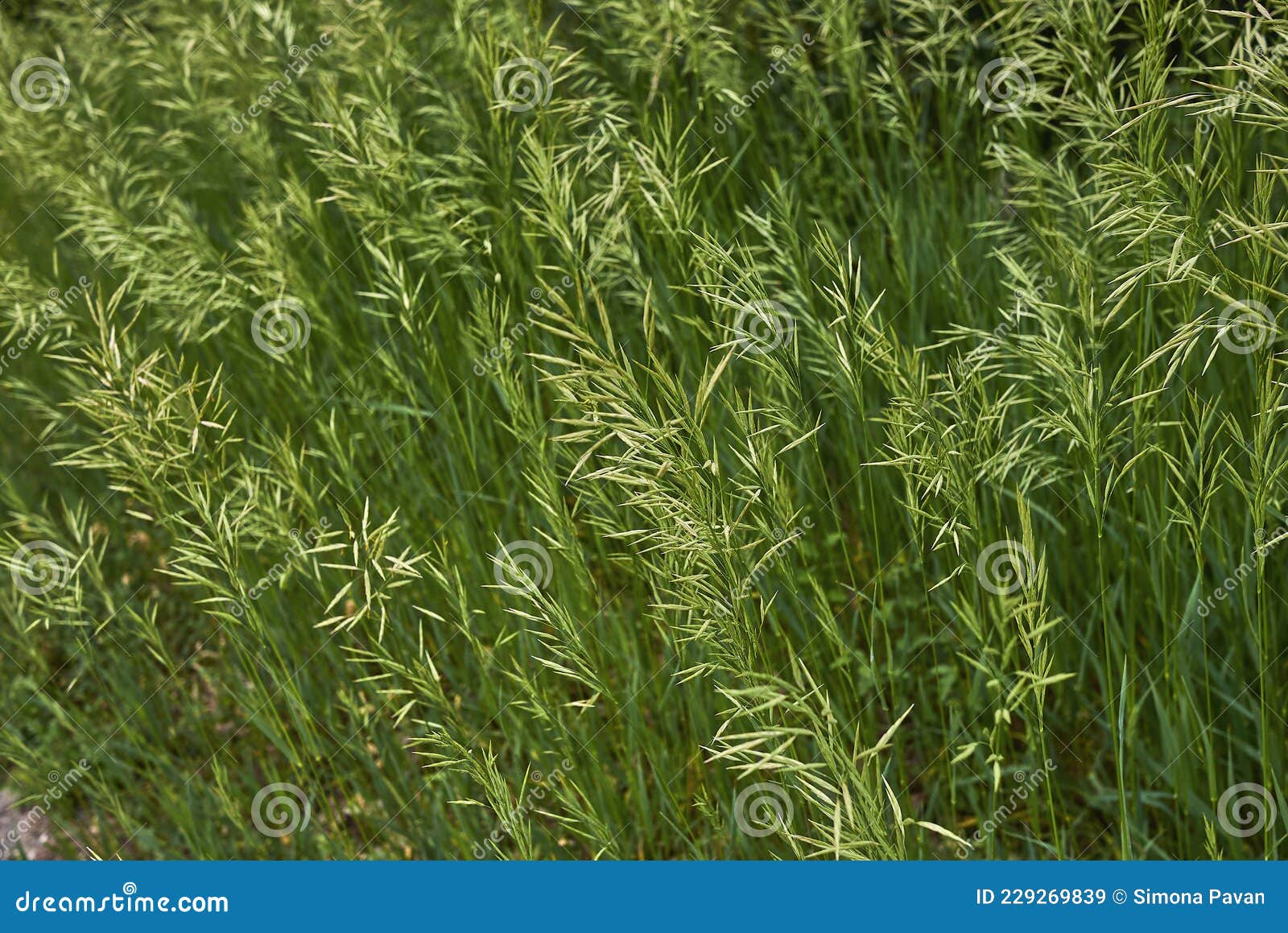 Bromus Inermis Grass in Bloom Stock Image - Image of flower ...