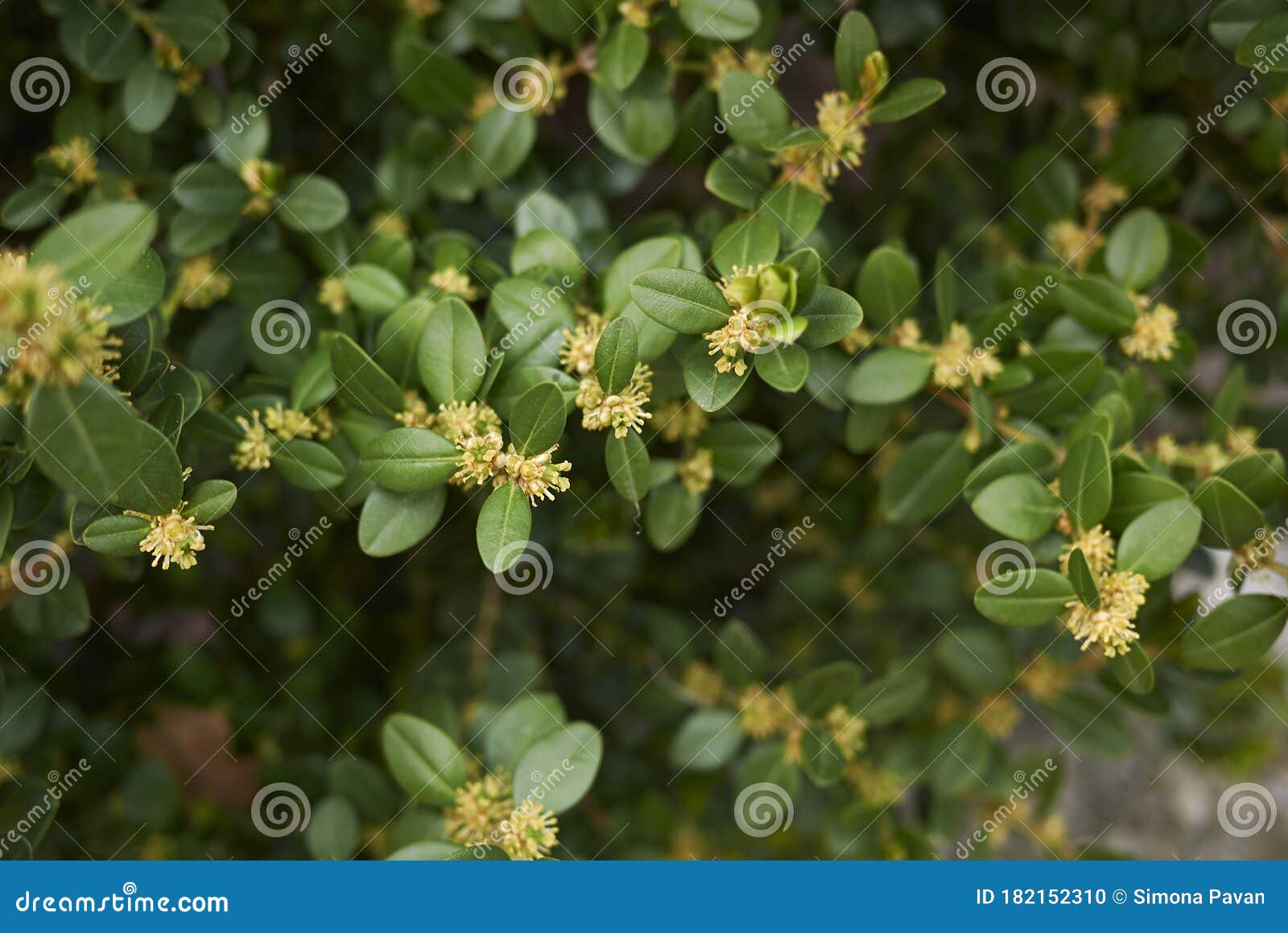 Buxus Sempervirens in Bloom Stock Photo - Image of hedge, foliage ...