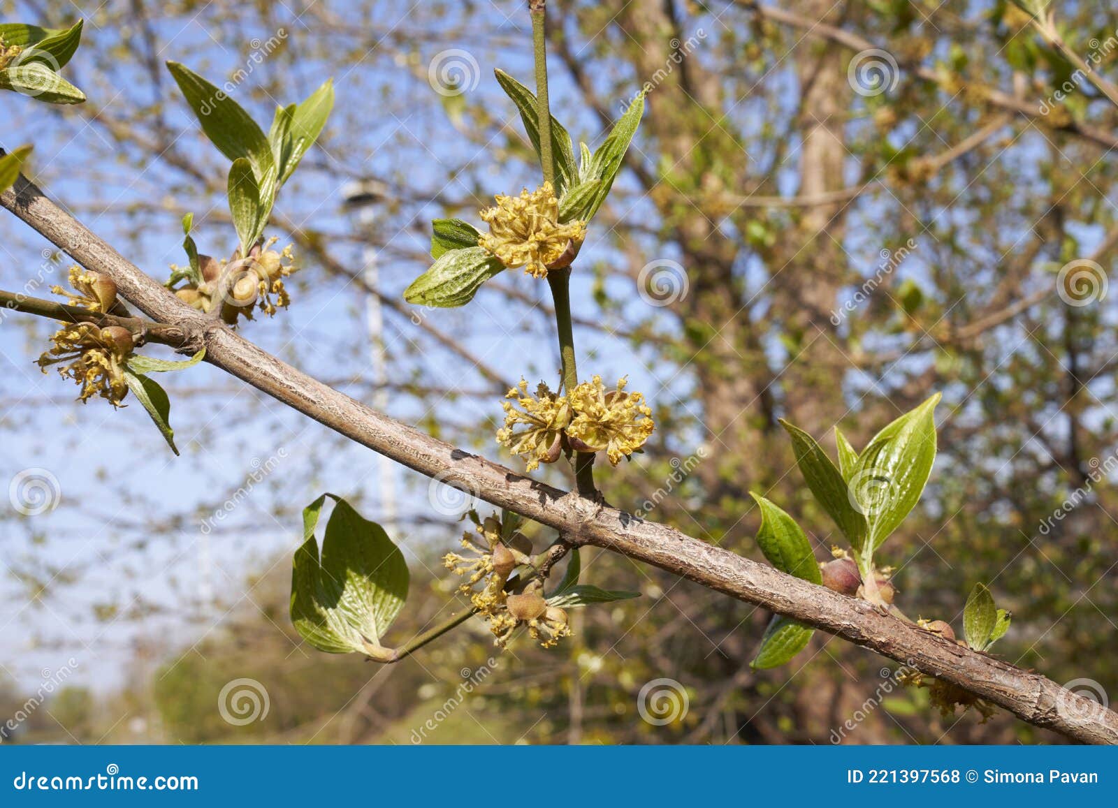Cornus mas shrub in bloom stock photo. Image of bush - 221397568