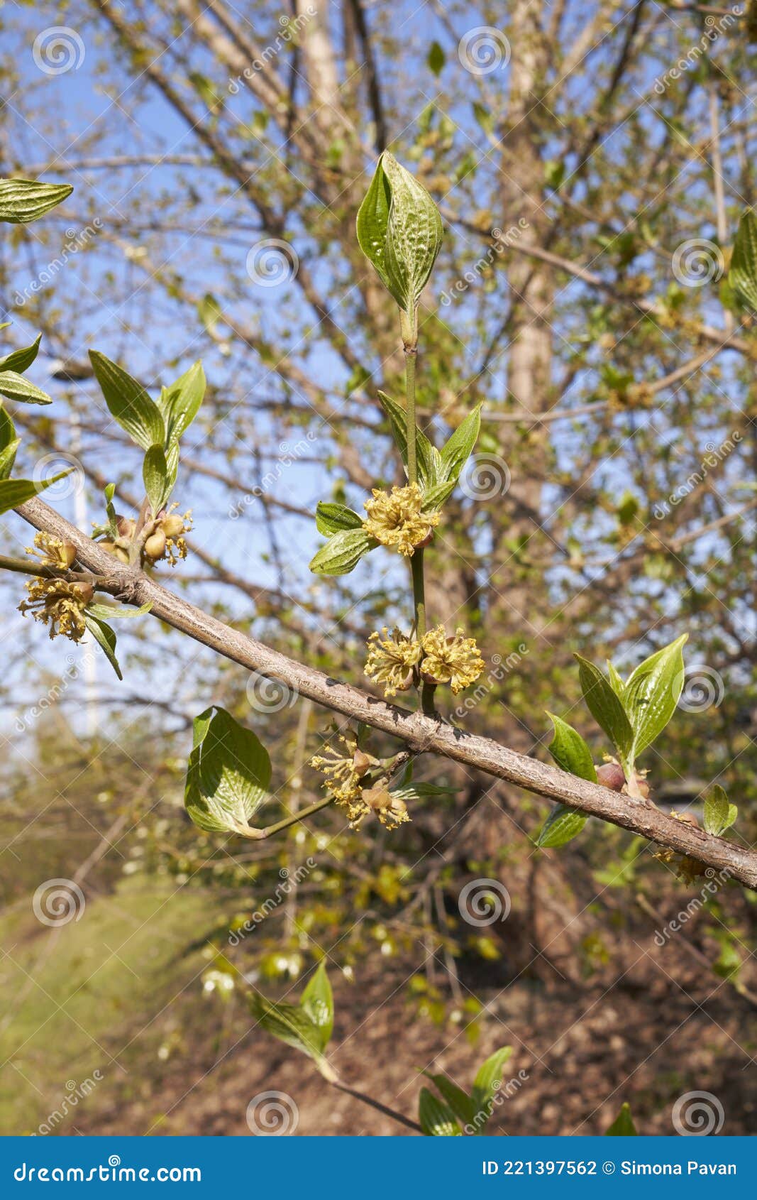 Cornus mas shrub in bloom stock photo. Image of botany - 221397562