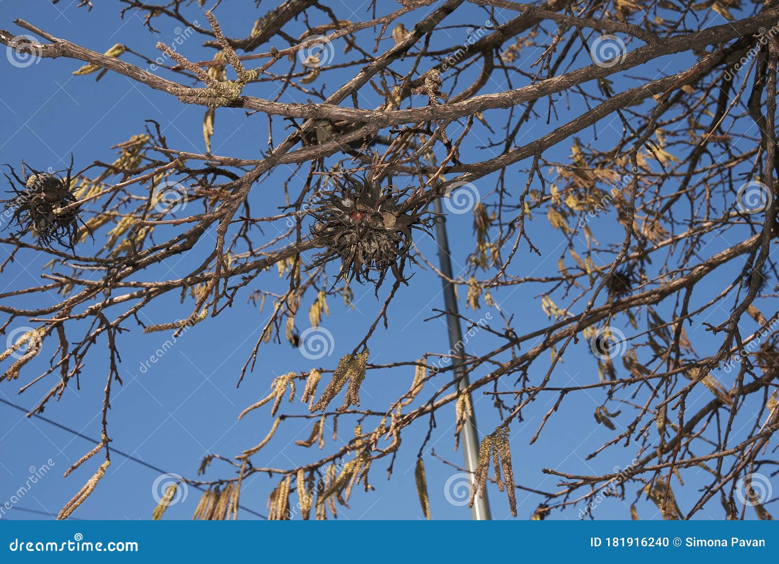 Corylus Colurna Tree in Bloom Stock Photo - Image of flower, flora ...