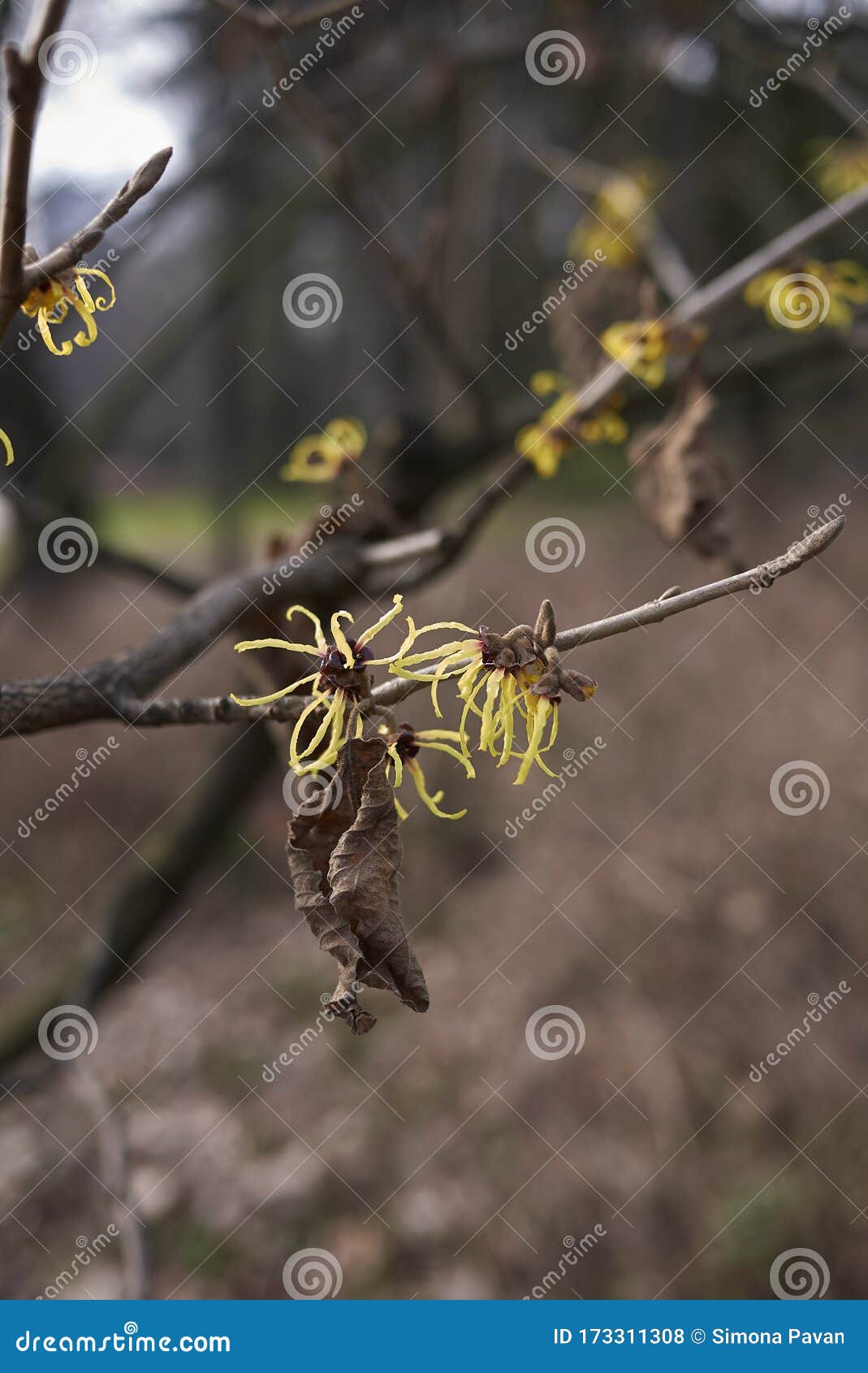 Hamamelis Virginiana in Bloom Stock Photo - Image of blooming, flora ...