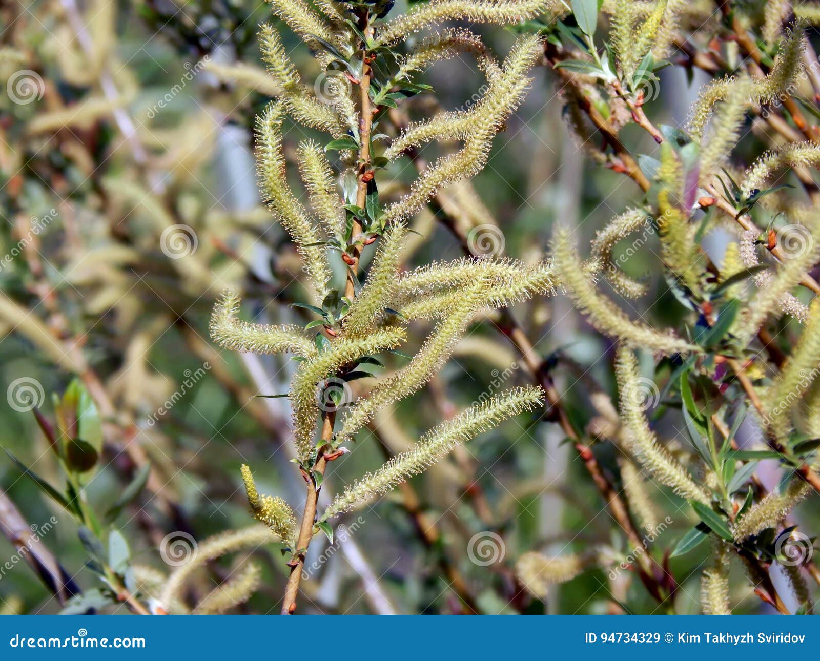 Yellow Inflorescences of Willow Tree Flowers on a Close-up Branch Stock ...