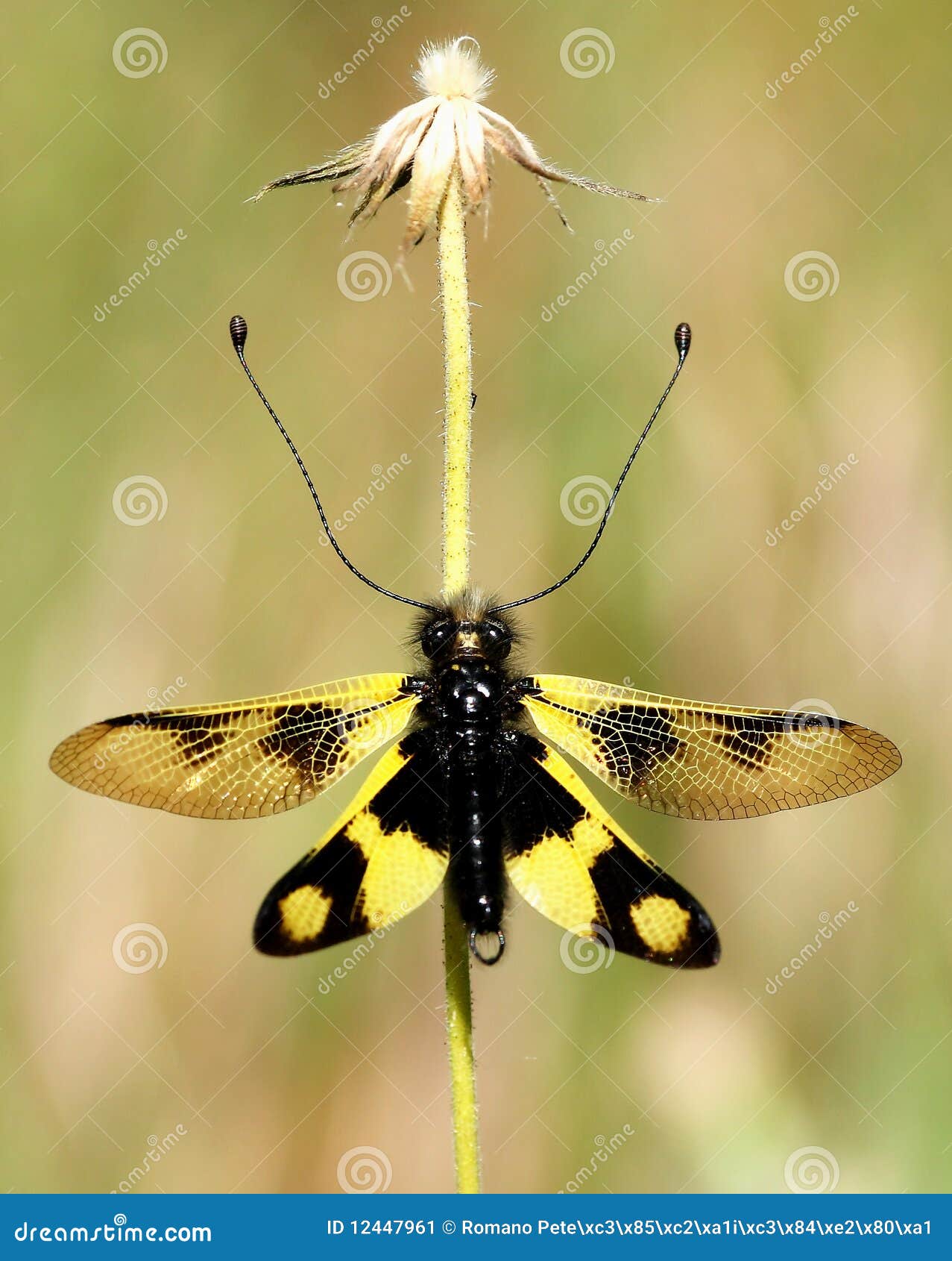 Yellow insect stock image. Image of green, colorful, closeup - 12447961