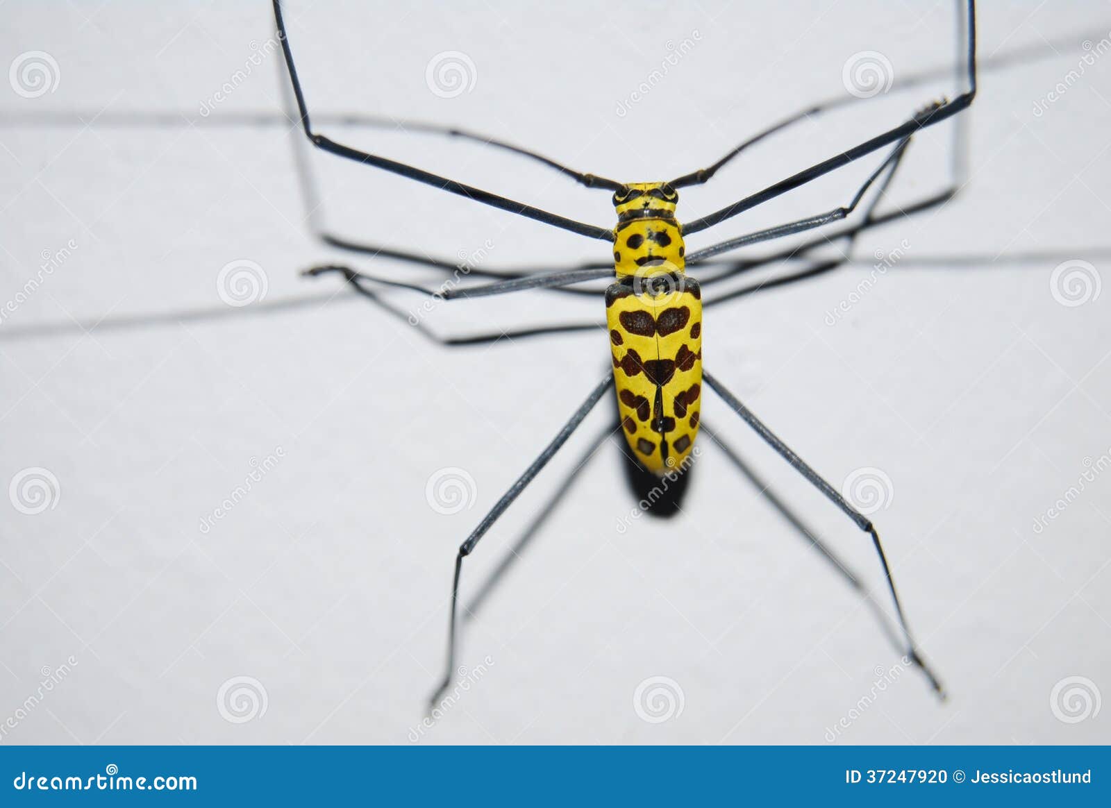 A yellow insect stock photo. Image of yellow, spider - 37247920