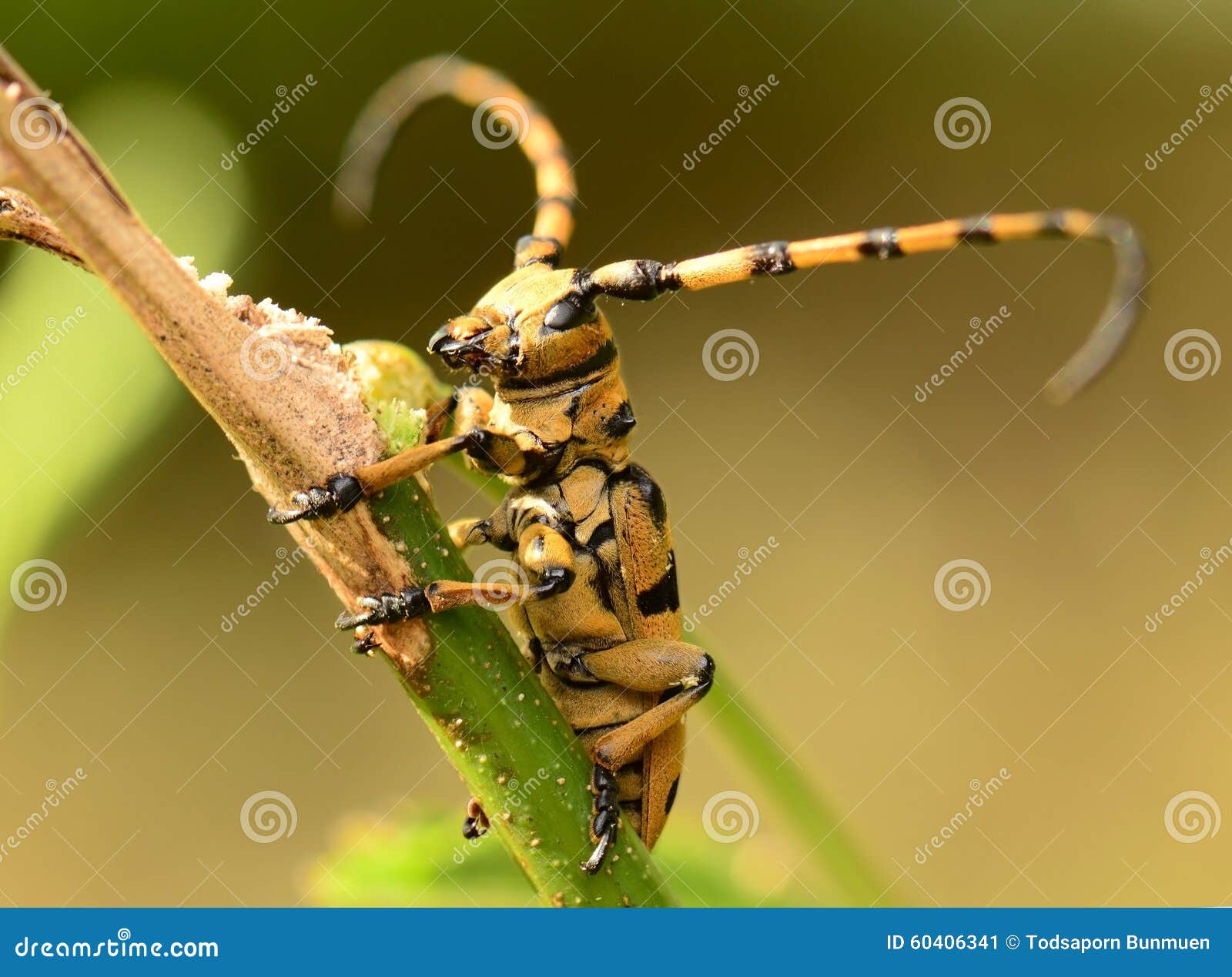 Yellow insect horn beetle stock image. Image of longhorn - 60406341