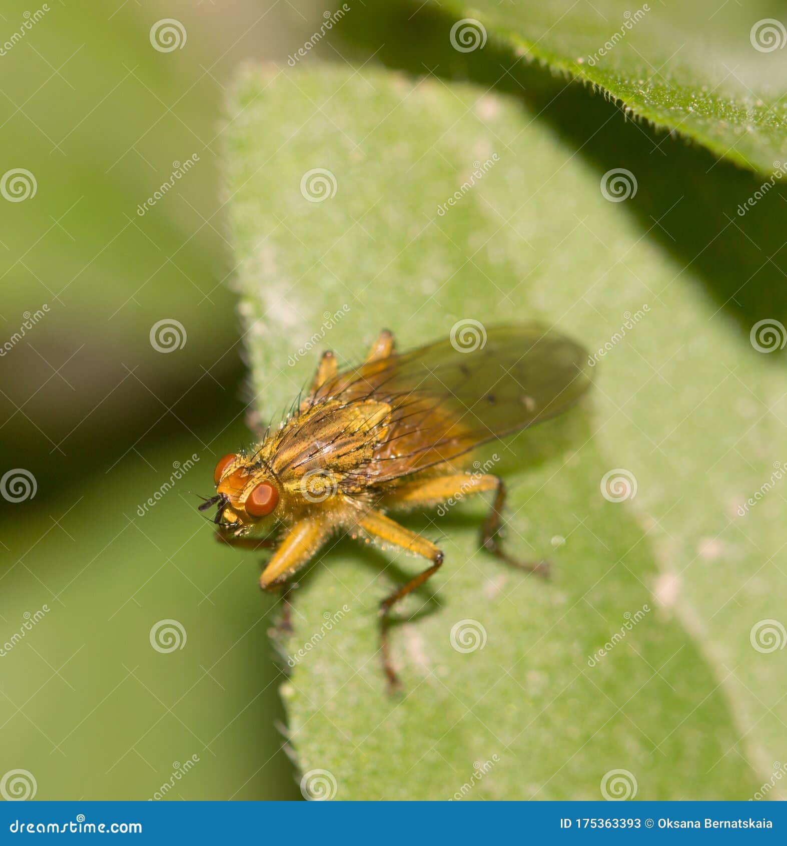 Yellow insect on a leaf stock image. Image of legs, eyes - 175363393