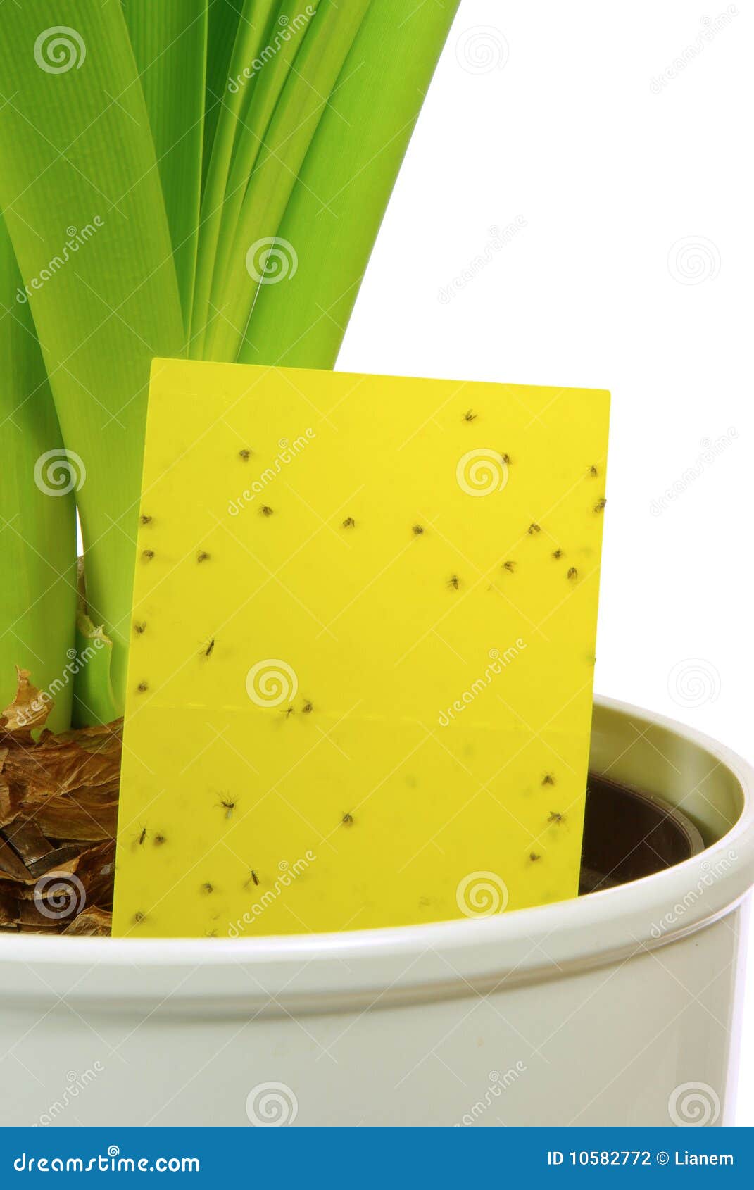 Yellow insect stick stock photo. Image of garden, dead - 10582772