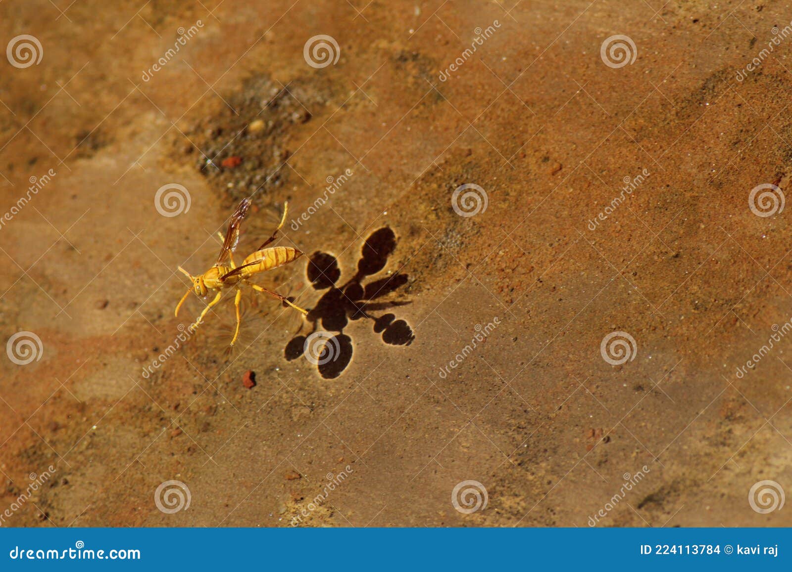 Yellow insects shadow stock photo. Image of yellow, beetle - 224113784