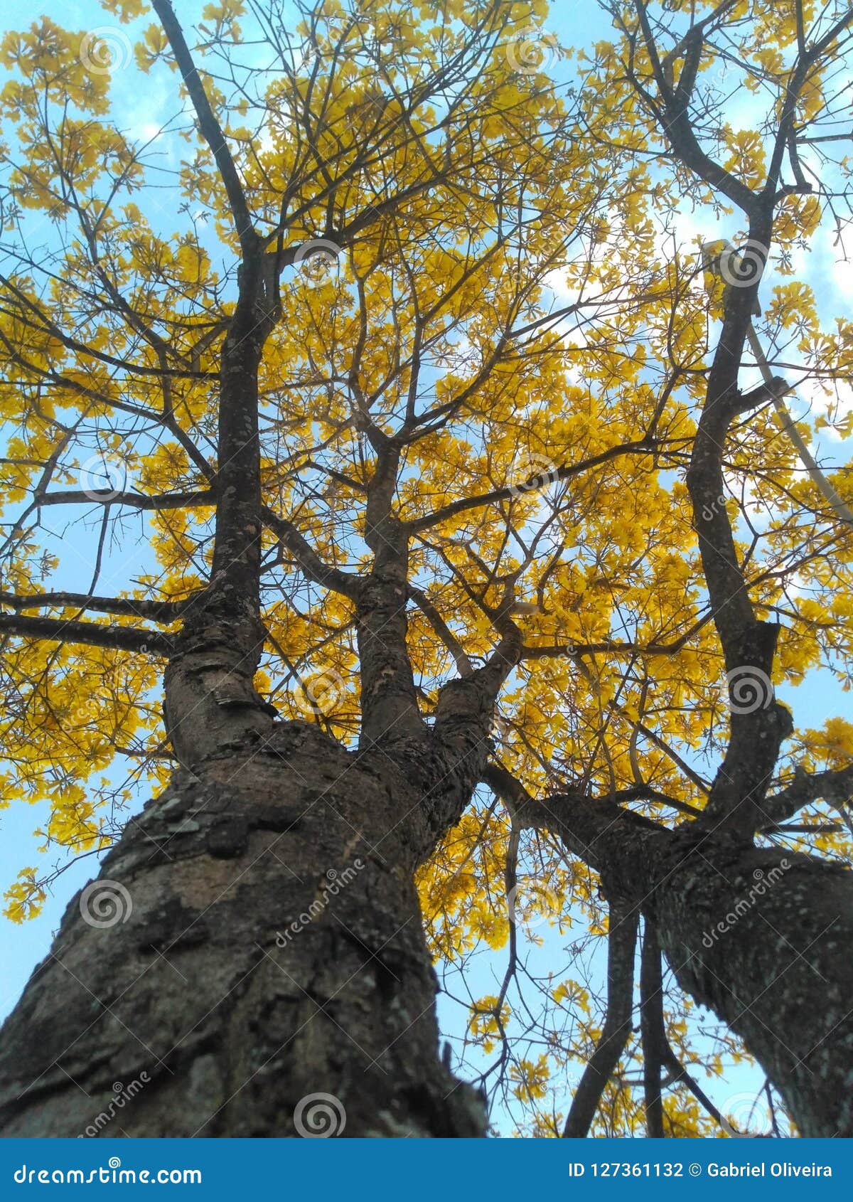 Yellow ipe tree stock photo. Image of yellow, leaves - 127361132