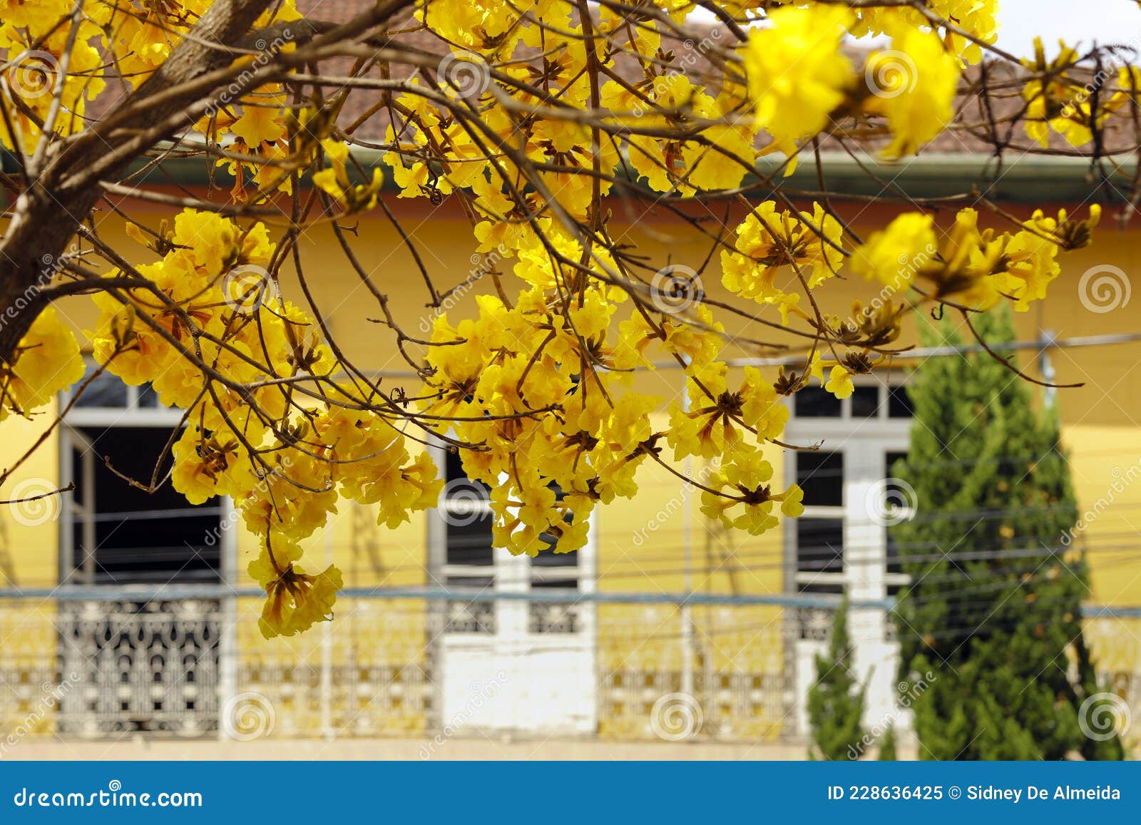 Yellow Ipe Tree in the City Stock Image - Image of flower, live: 228636425