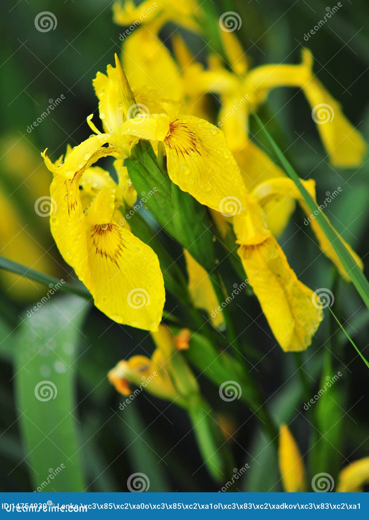 Yellow iris flower stock photo. Image of garden, pollen - 14754930