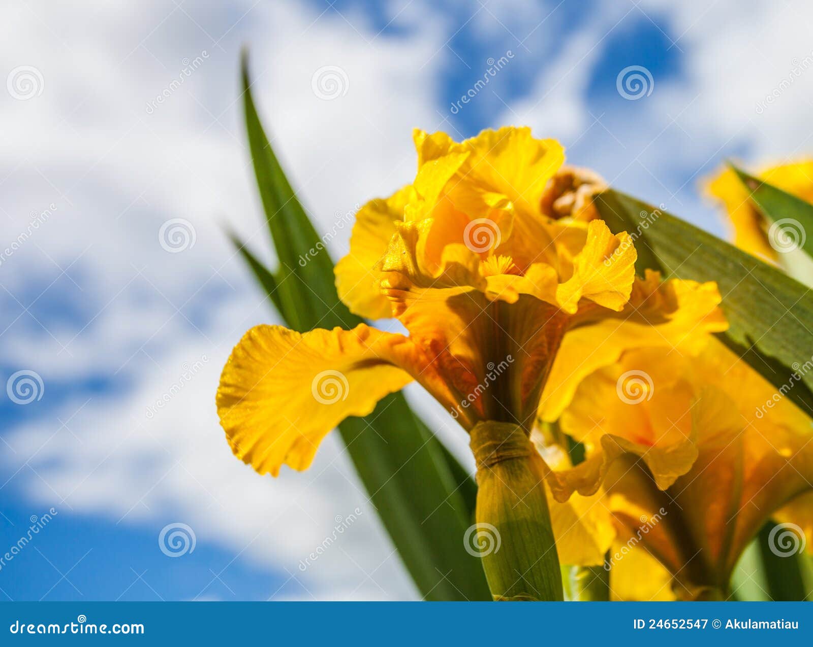 Yellow iris Flower stock image. Image of detail, botanical - 24652547