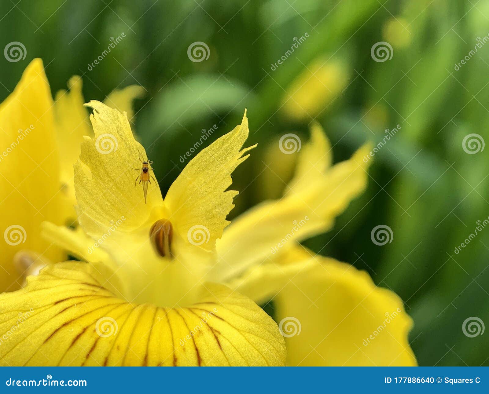 Bug on Flower Yellow Iris stock photo. Image of flower - 177886640