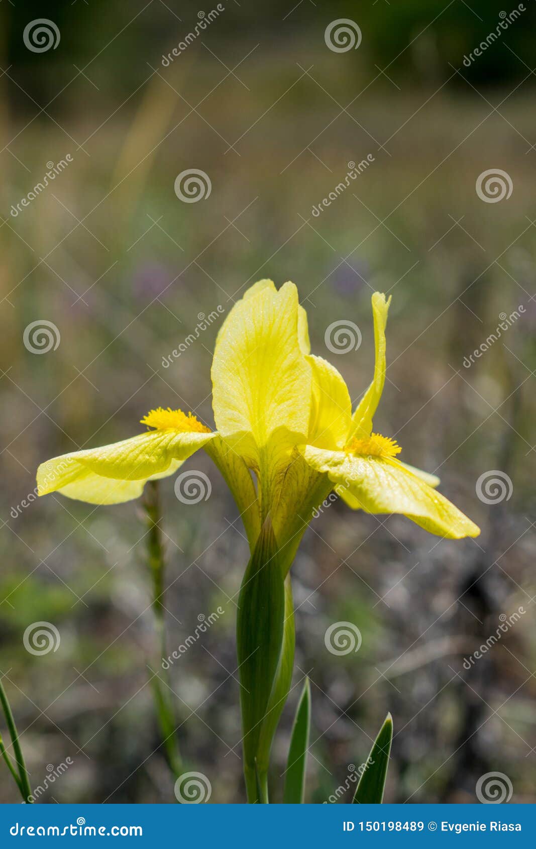 Flower of Yellow Iris Iris Pseudacorus . Yellow Iris. Yellow Flower ...
