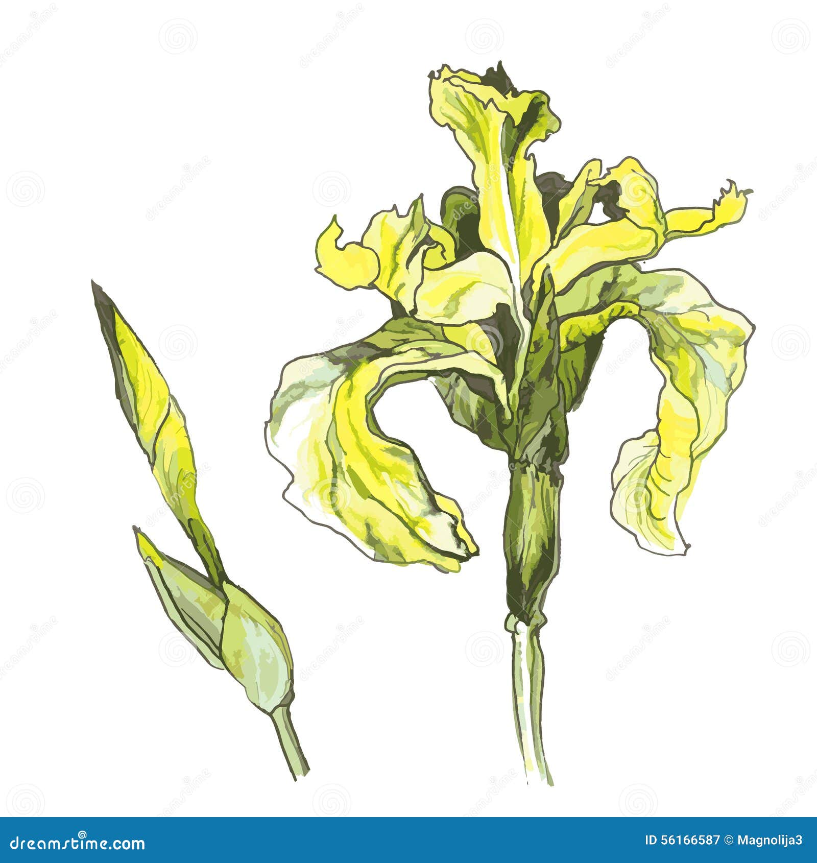 Yellow iris flower stock vector. Illustration of garden - 56166587