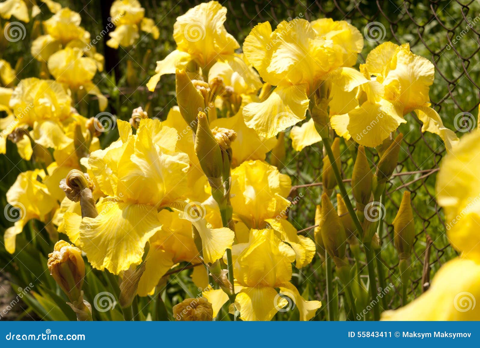 Yellow Iris flowers 01 stock image. Image of garden, botanic - 55843411