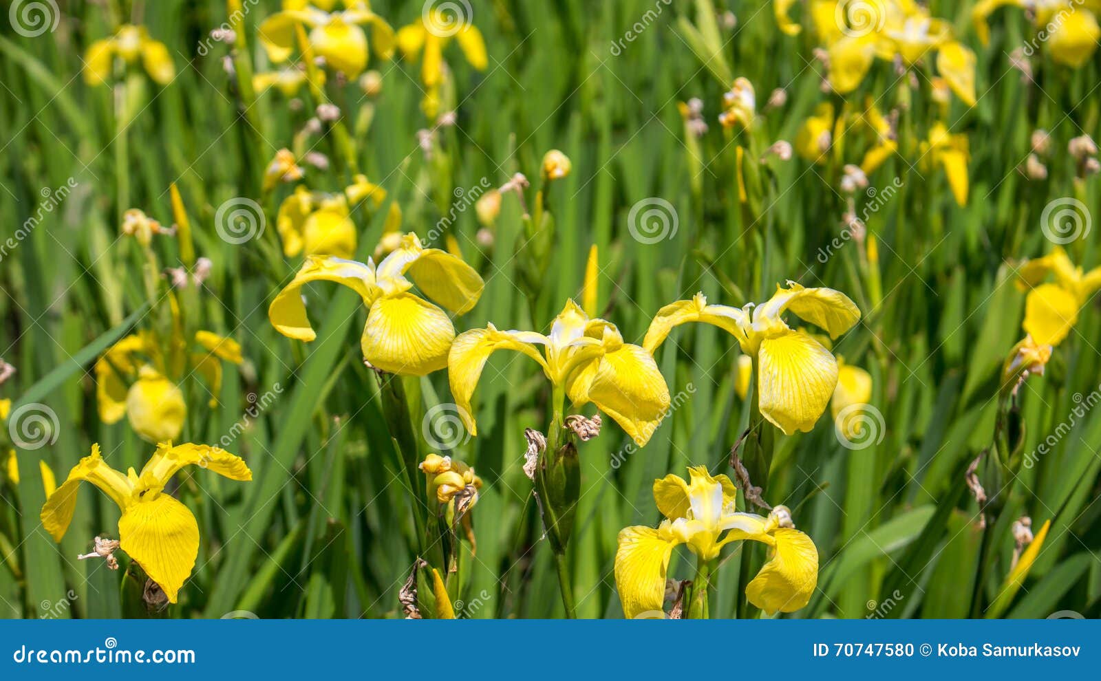 Yellow Iris in Nature, Swamp Flower. Stock Photo - Image of season ...
