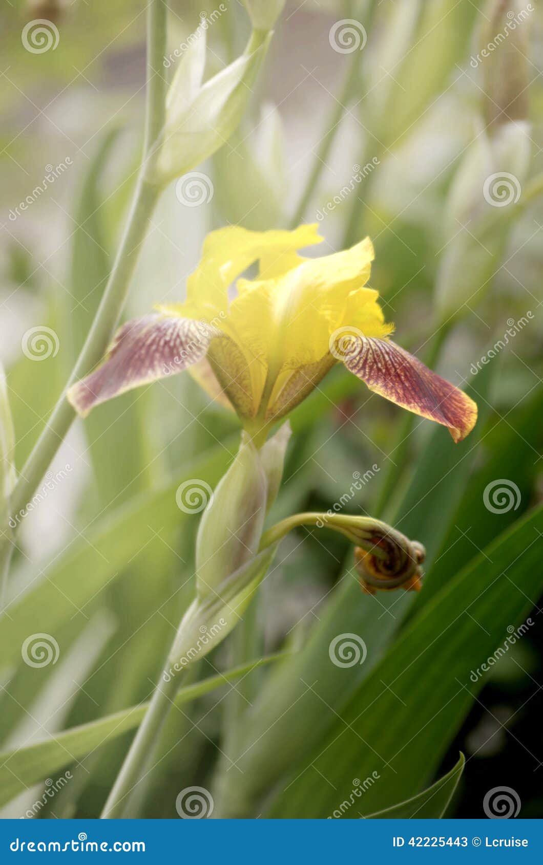 Yellow iris with red stock image. Image of gradient, flower - 42225443