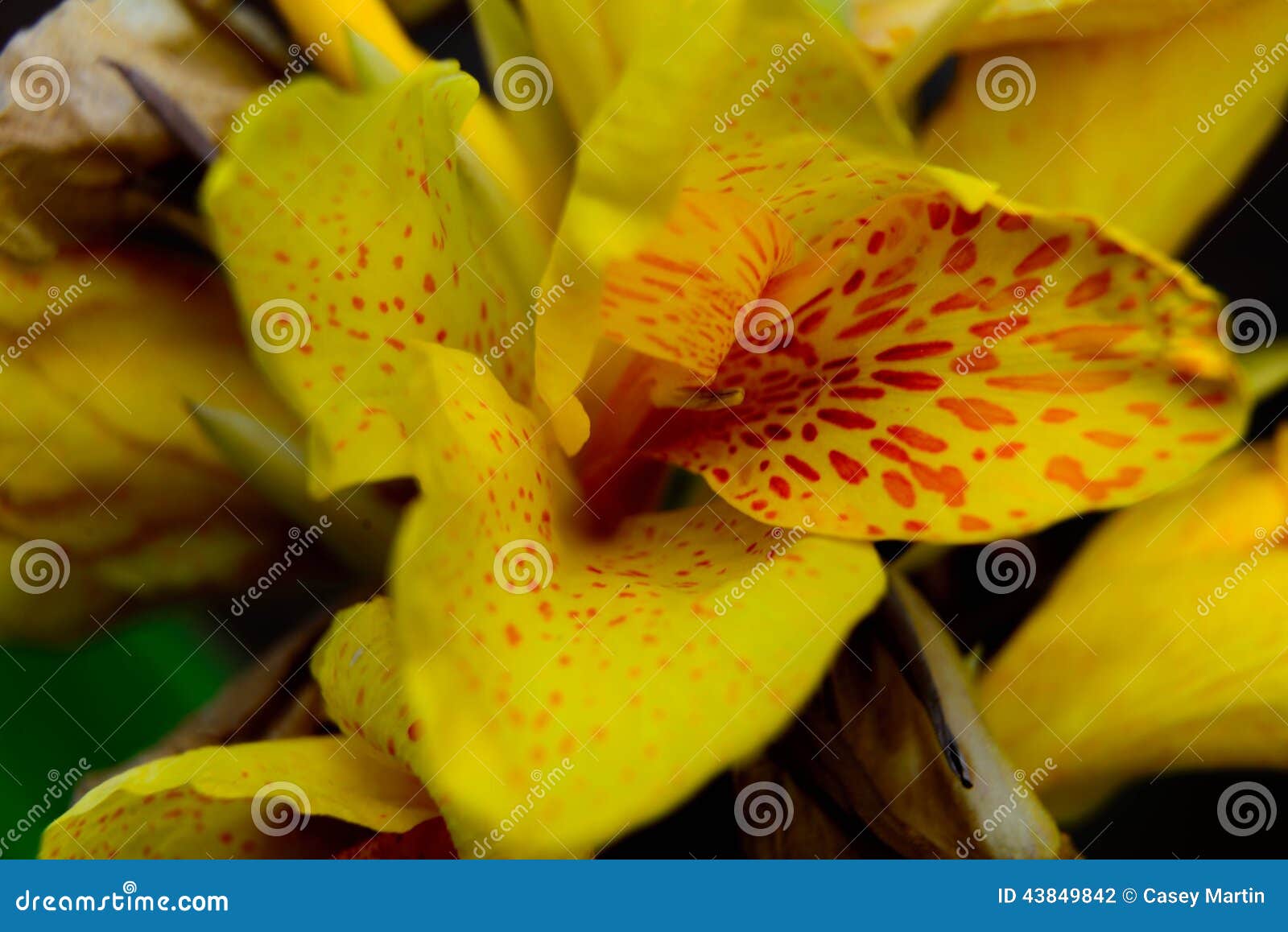 Yellow iris with red spots stock photo. Image of bloom - 43849842