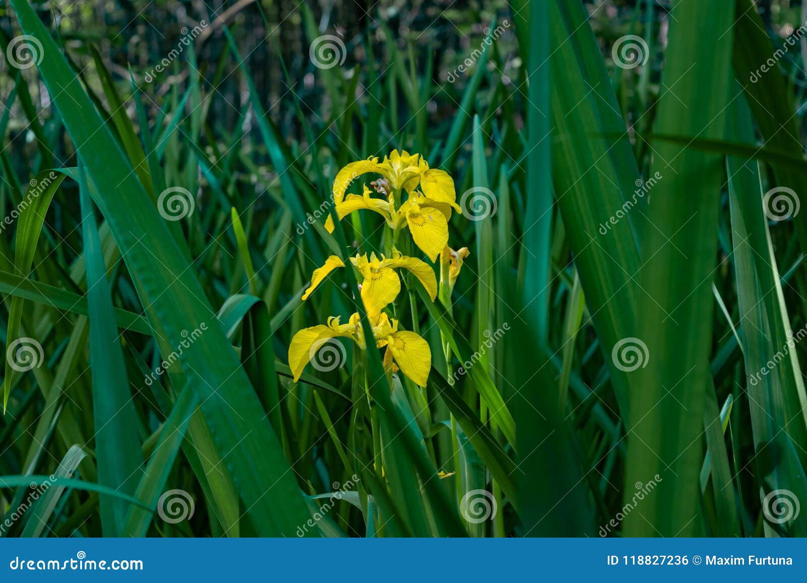Yellow Iris by the river stock photo. Image of flagon - 118827236