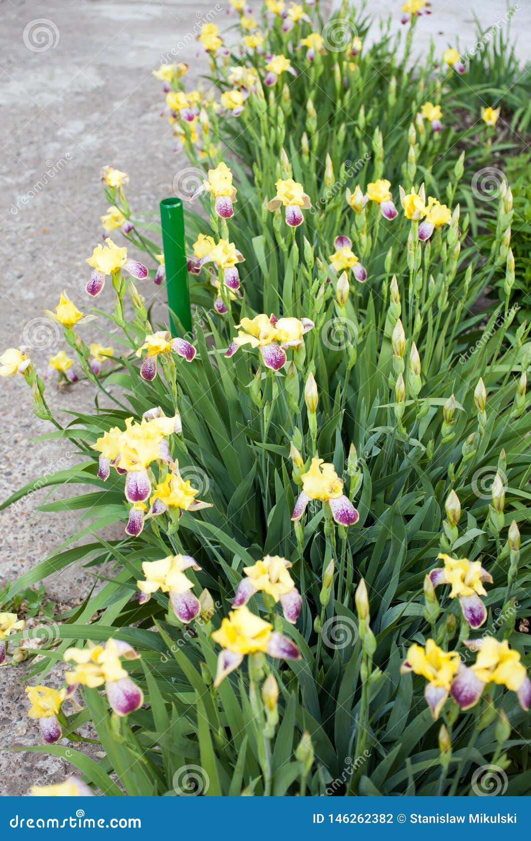 Yellow irises in summer stock photo. Image of natural - 146262382