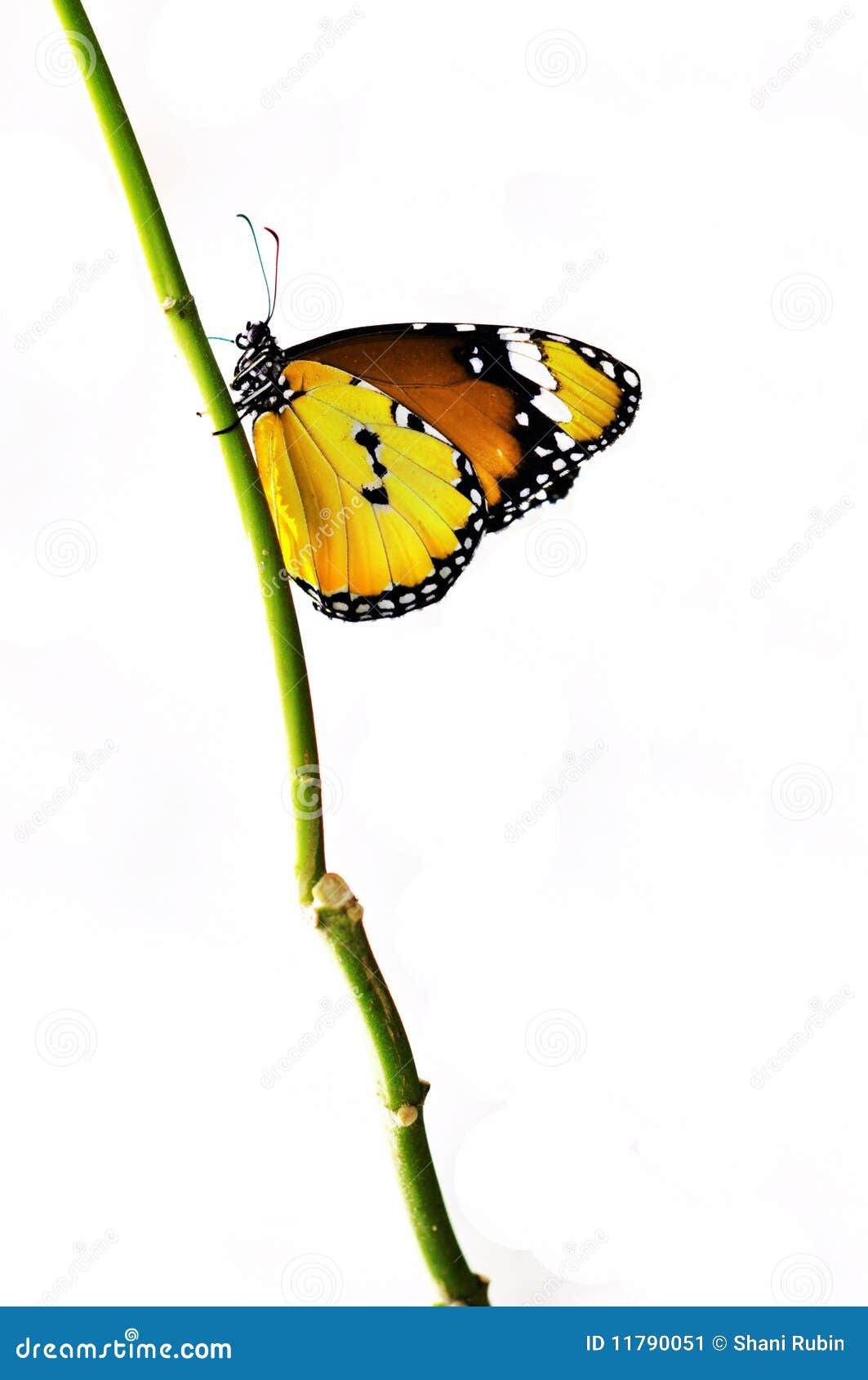 Yellow Isolated Butterfly on a Branch Stock Image - Image of monarch ...