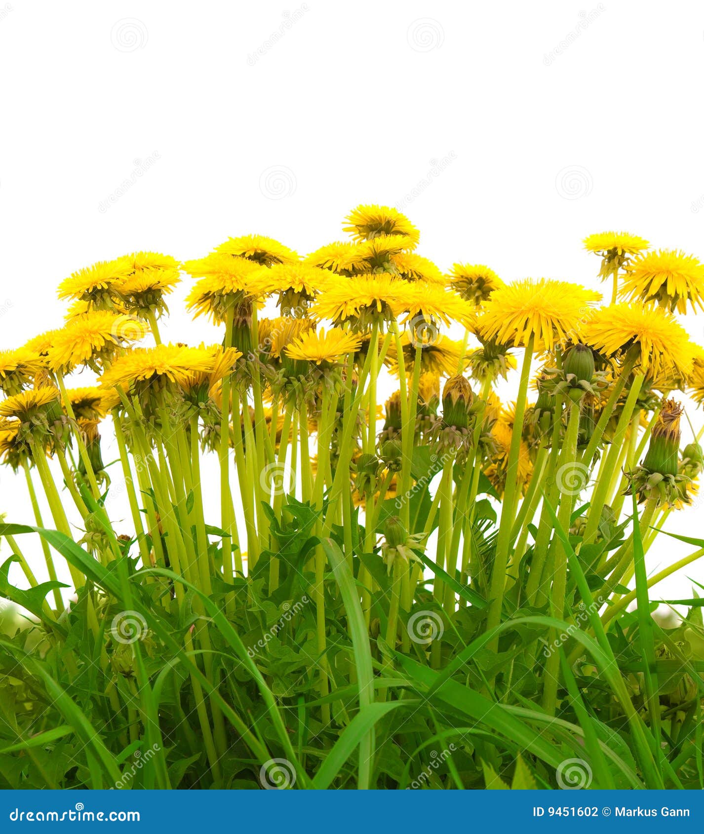 Yellow isolated dandelion stock photo. Image of bloom - 9451602