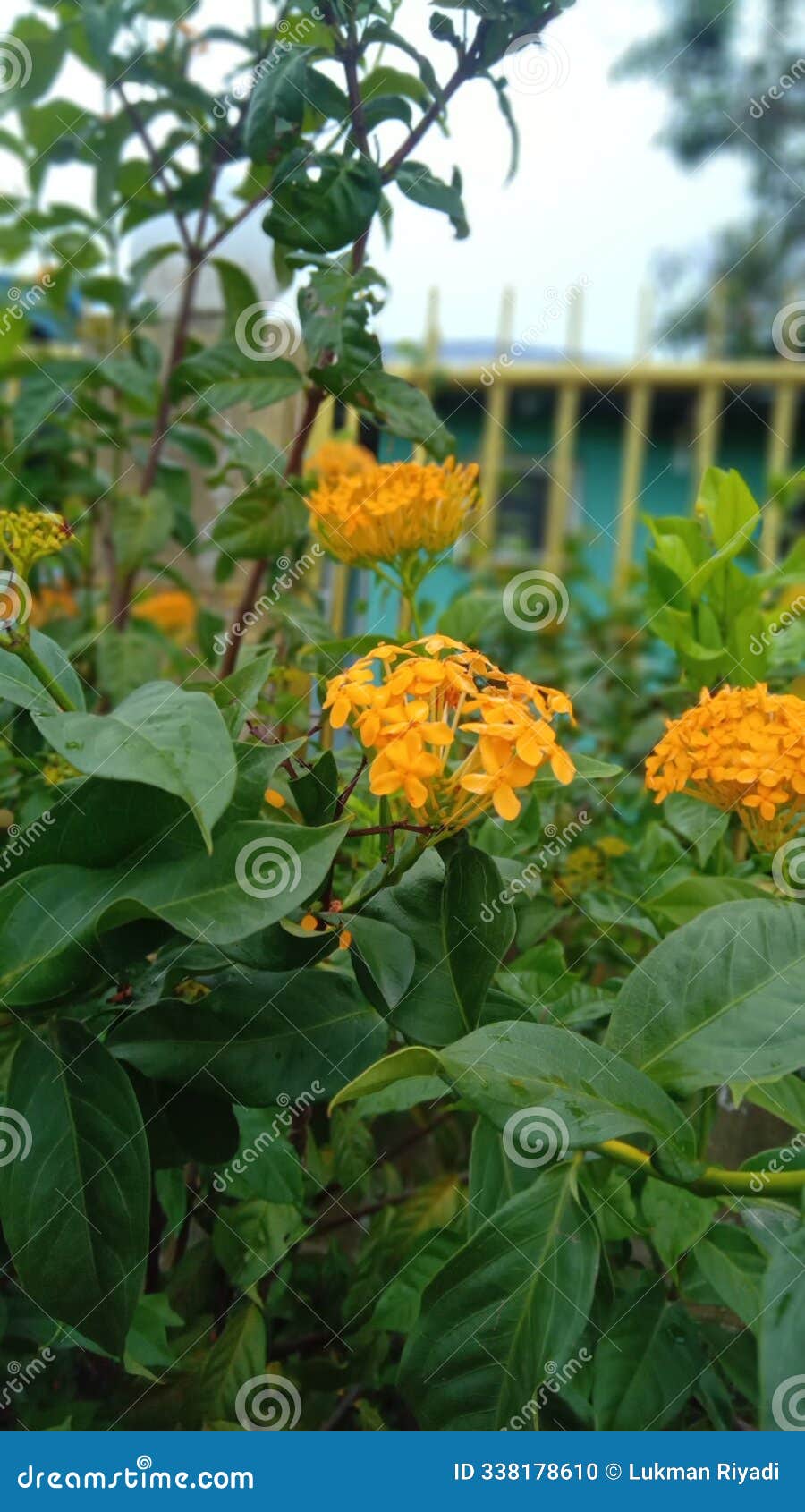 The Yellow Ixora Flower, Also Known As the Soka Flower Stock Photo ...